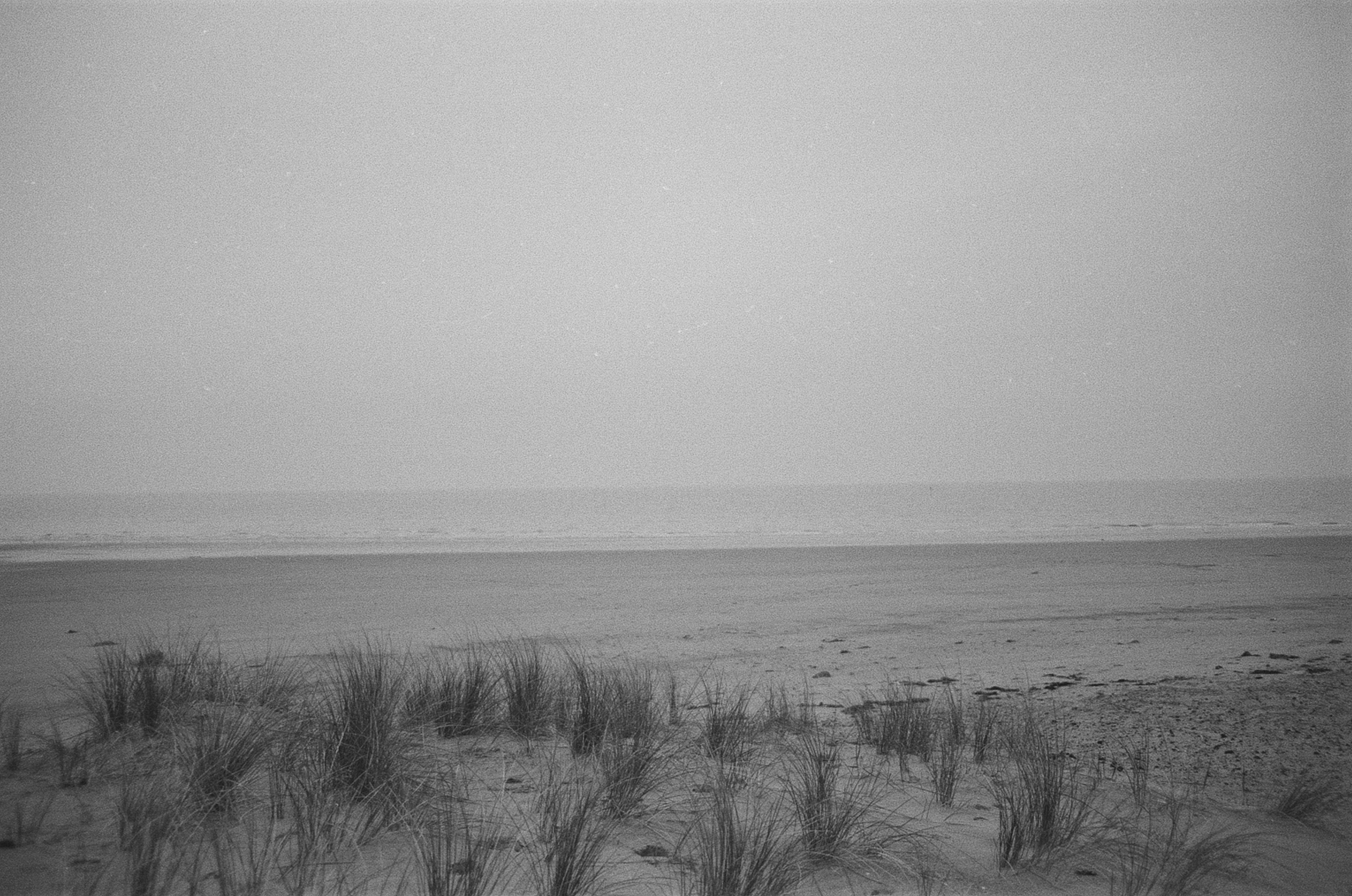 Black and White Photograph of a Beach with Grass · Free Stock Photo