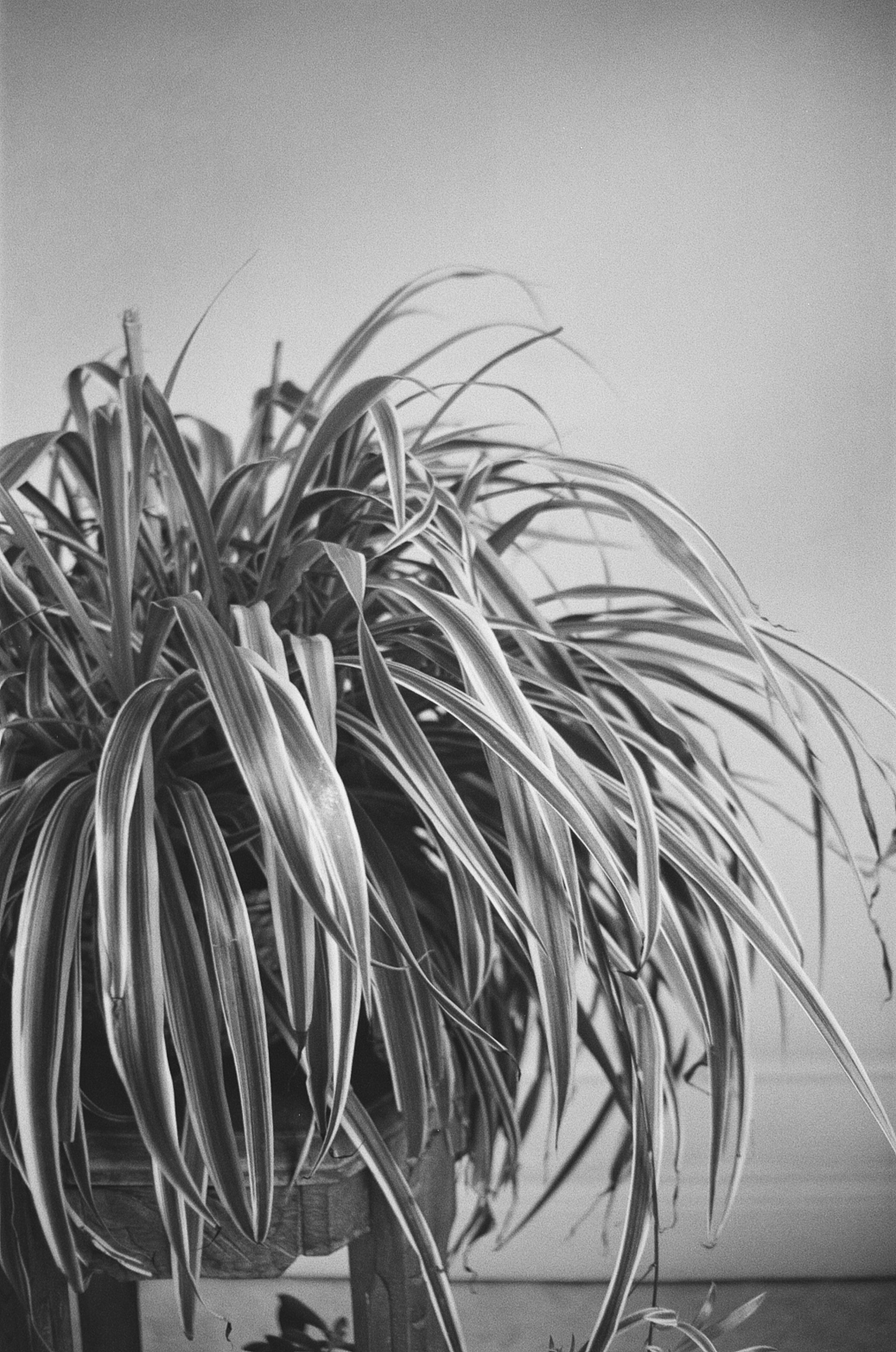 Grayscale Photo of Plant Leaves · Free Stock Photo