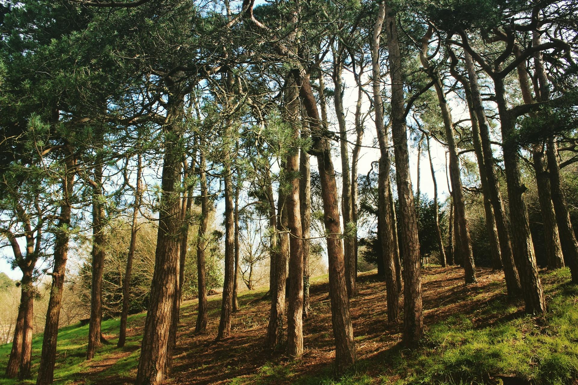 Green Grass and Trees in the Woods · Free Stock Photo