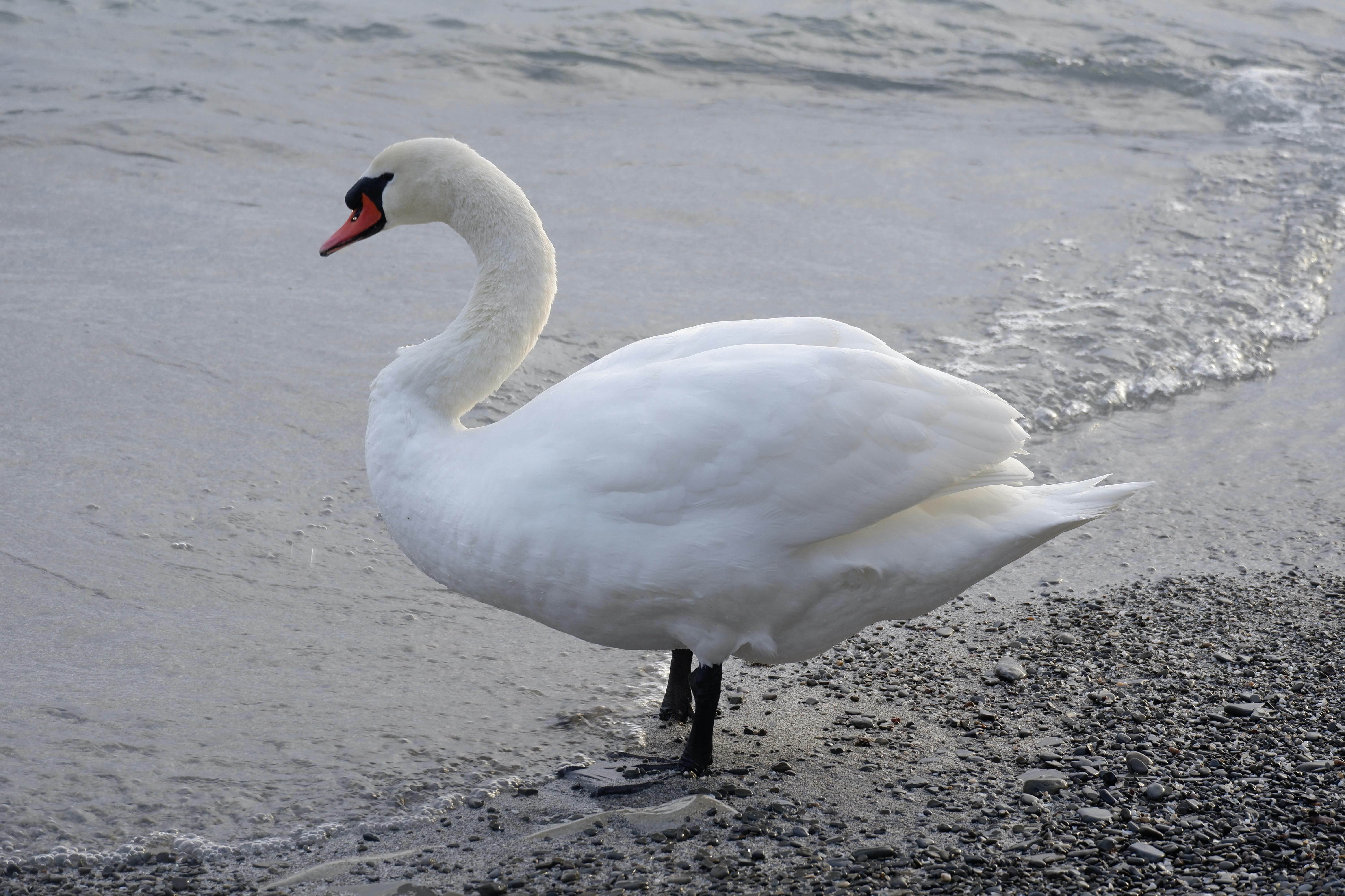 White Swan on Lakeshore · Free Stock Photo