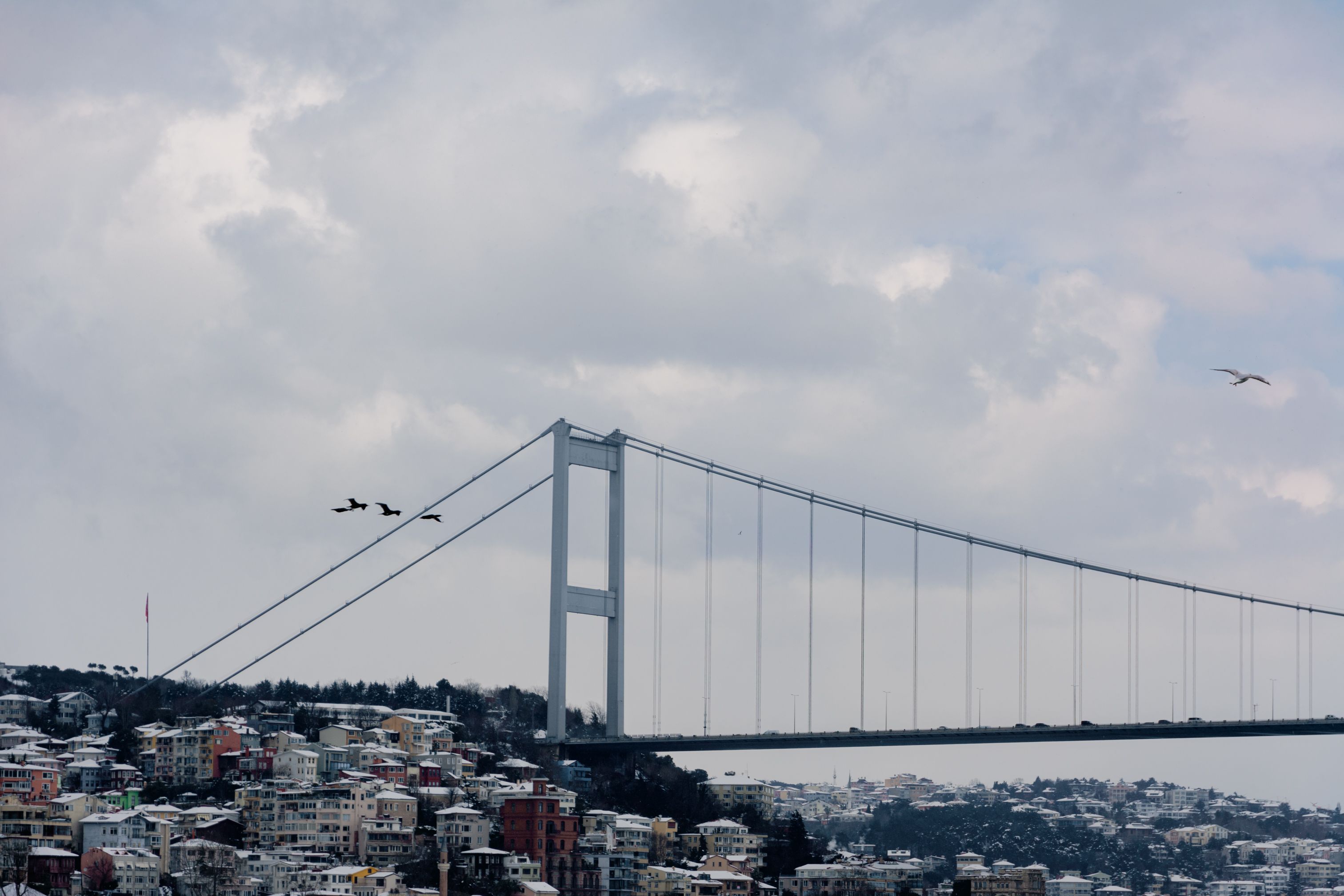 Birds Flying over a Suspension Bridge · Free Stock Photo