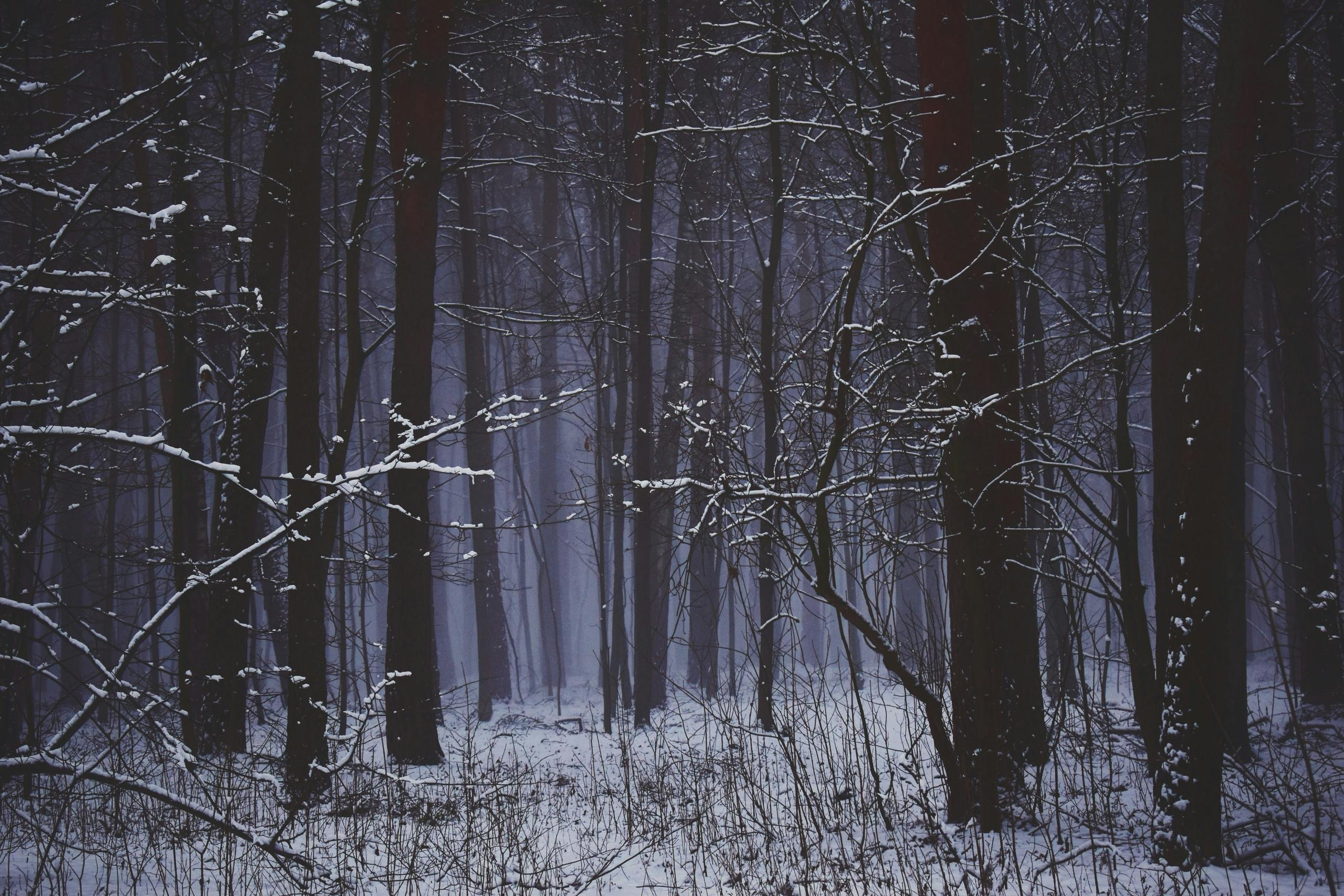 Photo of Bare Trees · Free Stock Photo