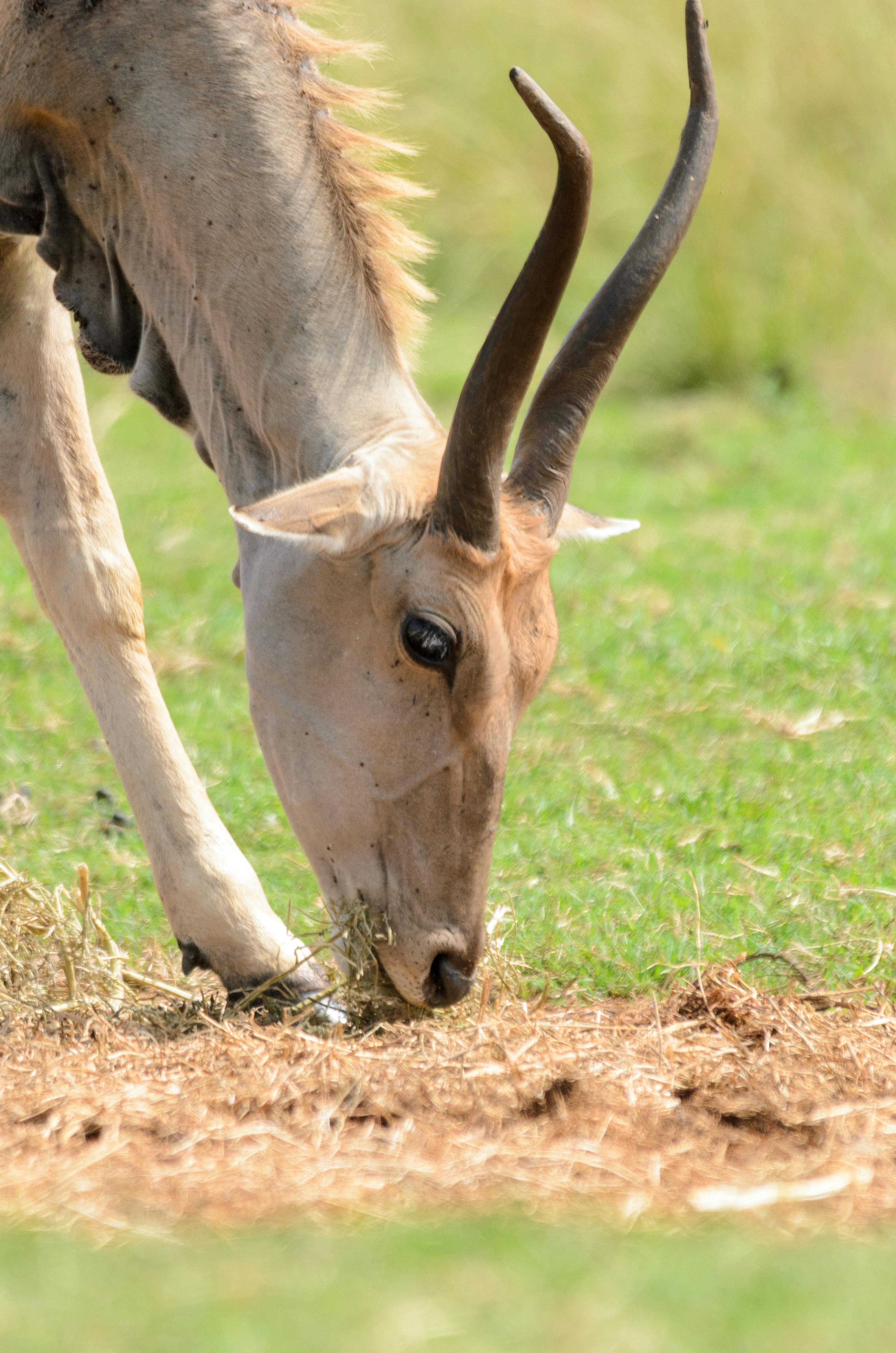An Antelope Grazing · Free Stock Photo