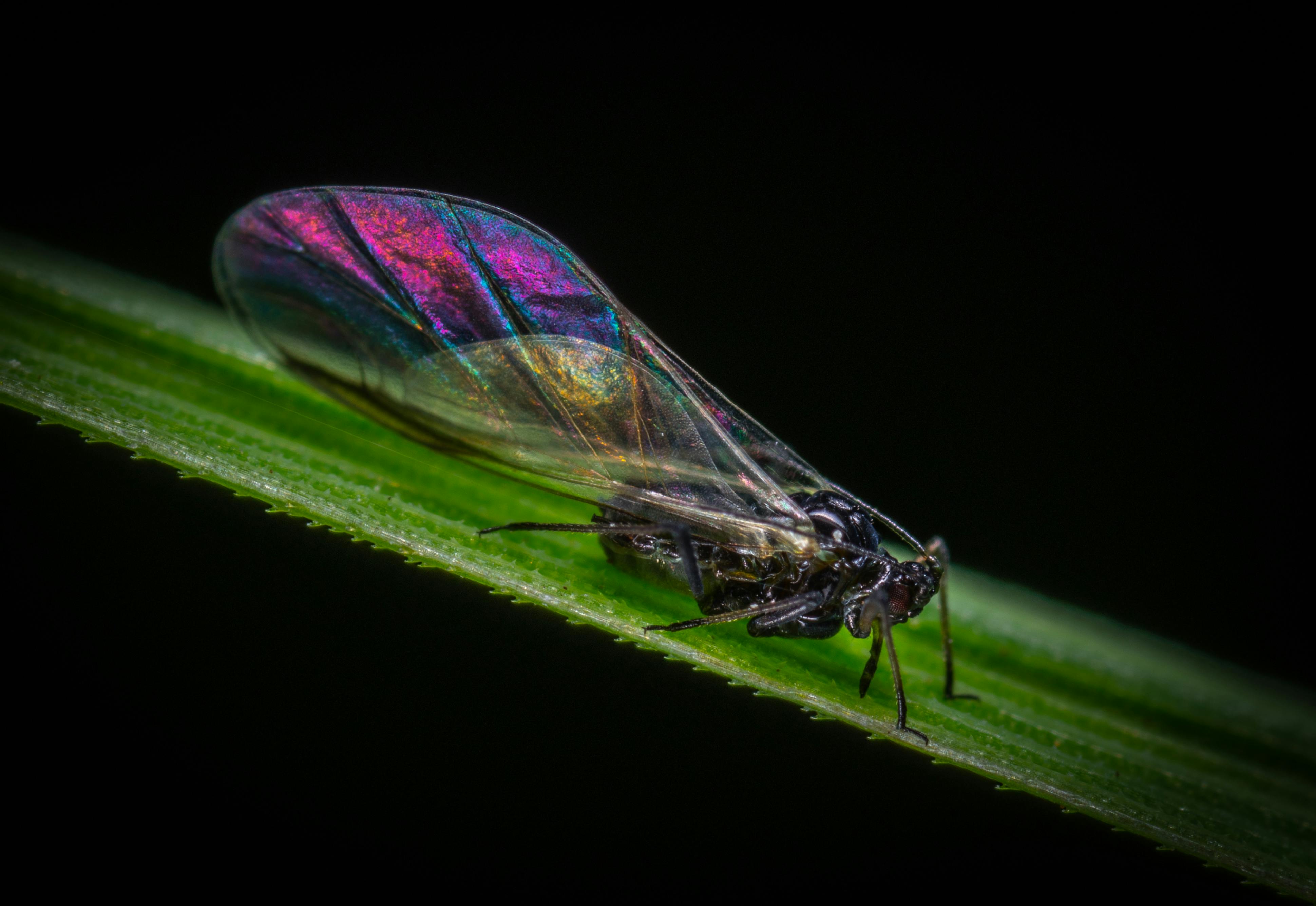 Purple, Black, and Brown Cicada on Green Leaf · Free Stock Photo