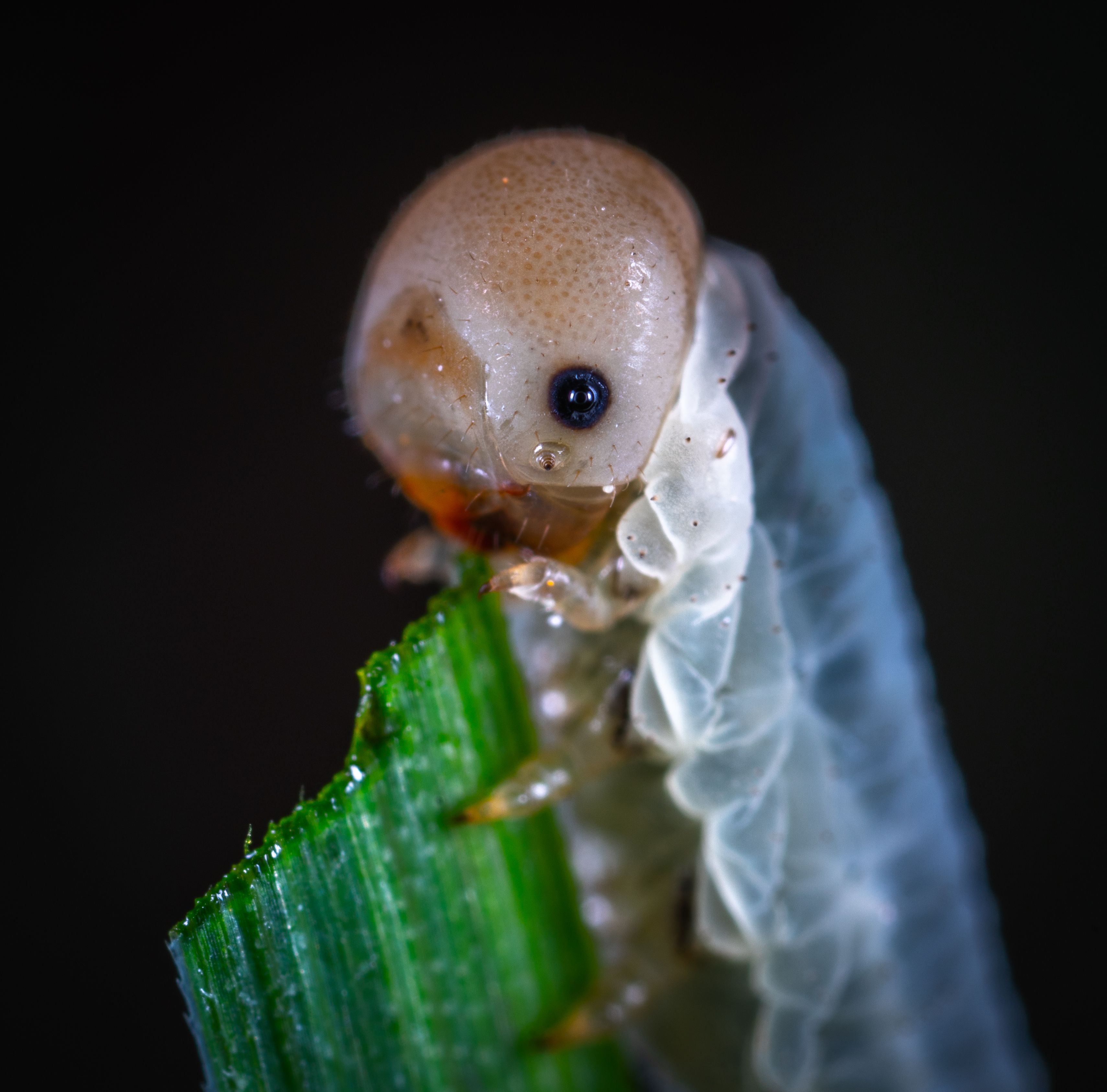 Focus Photography of Brown Worm · Free Stock Photo