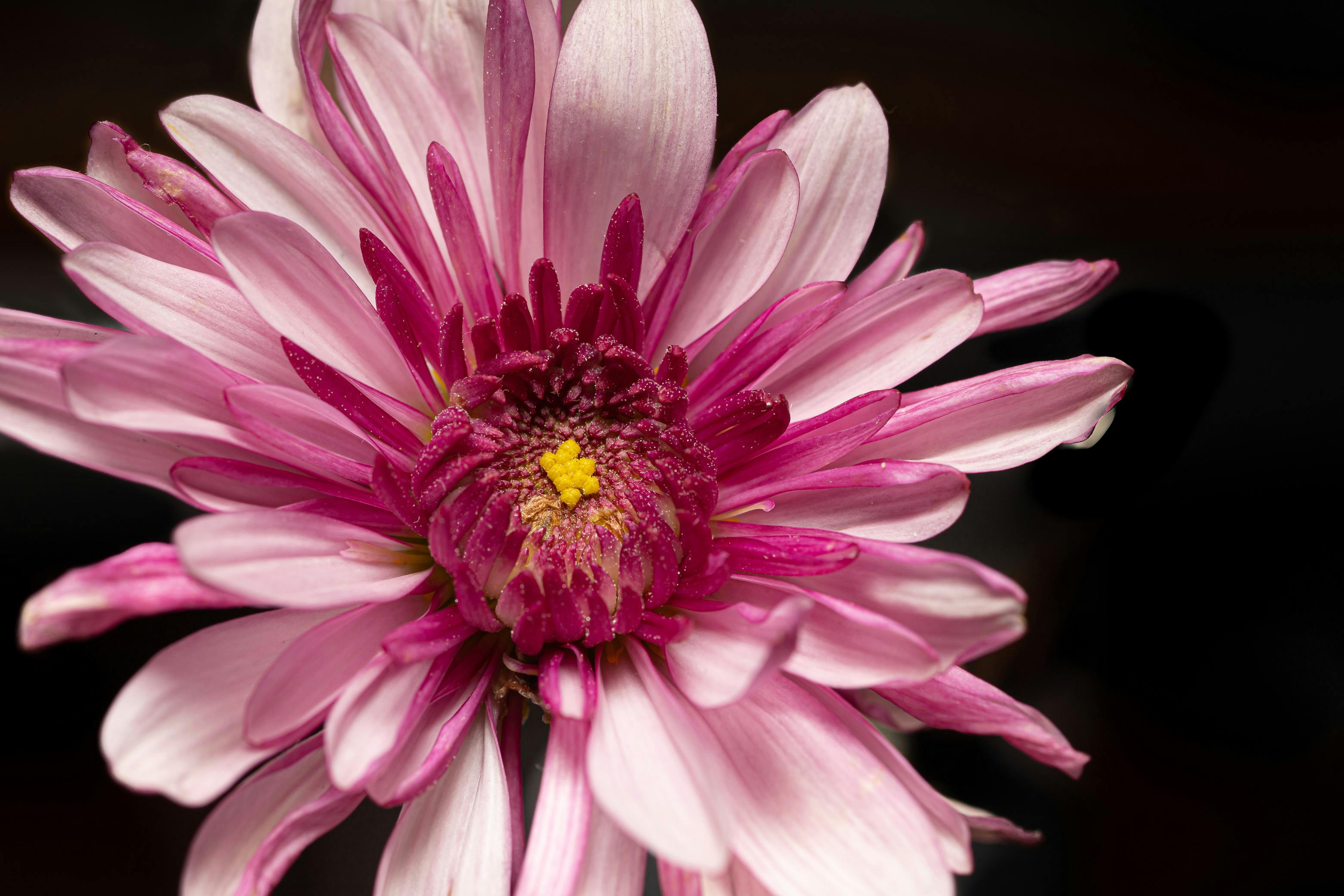 Sheikh Haris - 写真