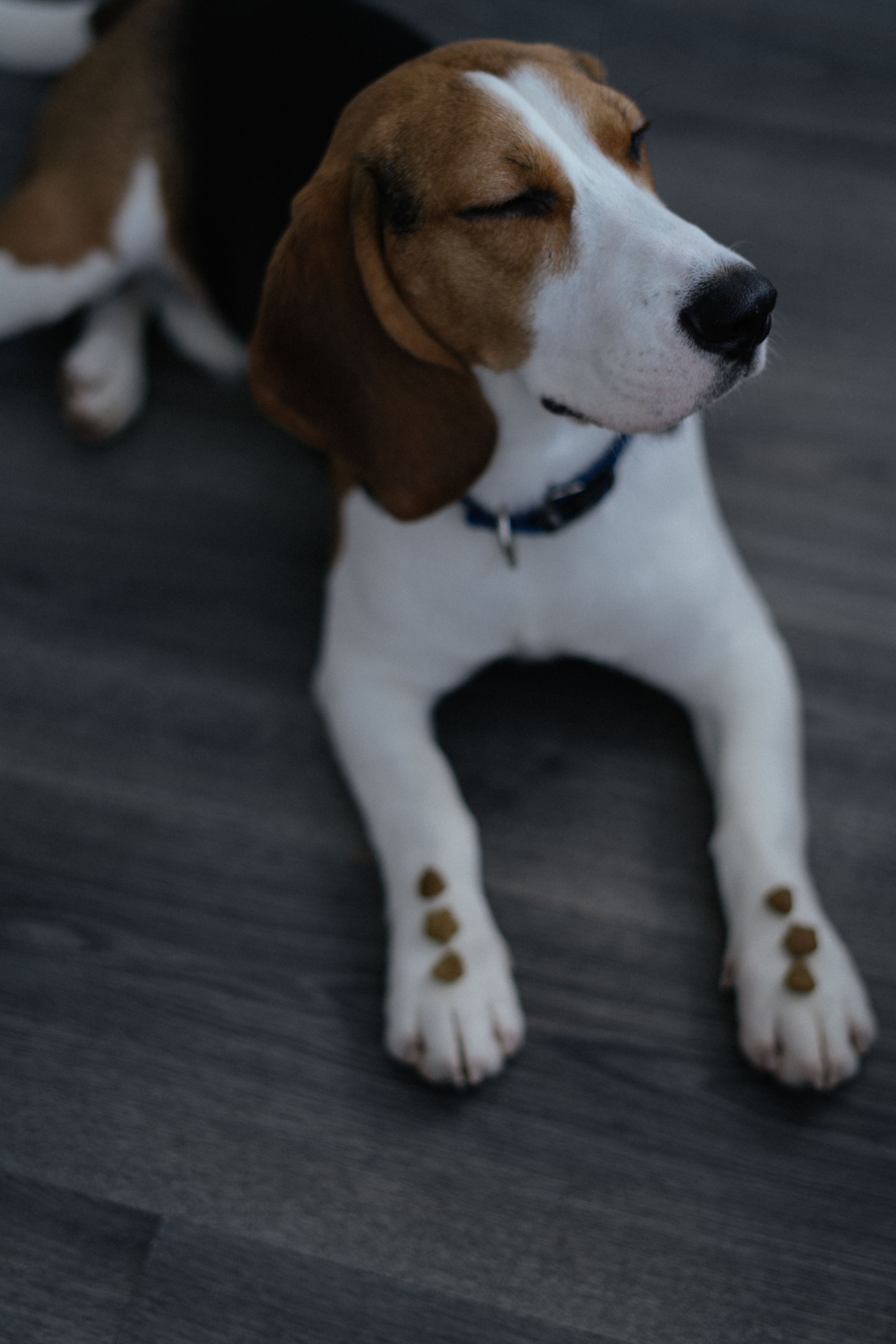 Close-Up Shot of Beagle · Free Stock Photo