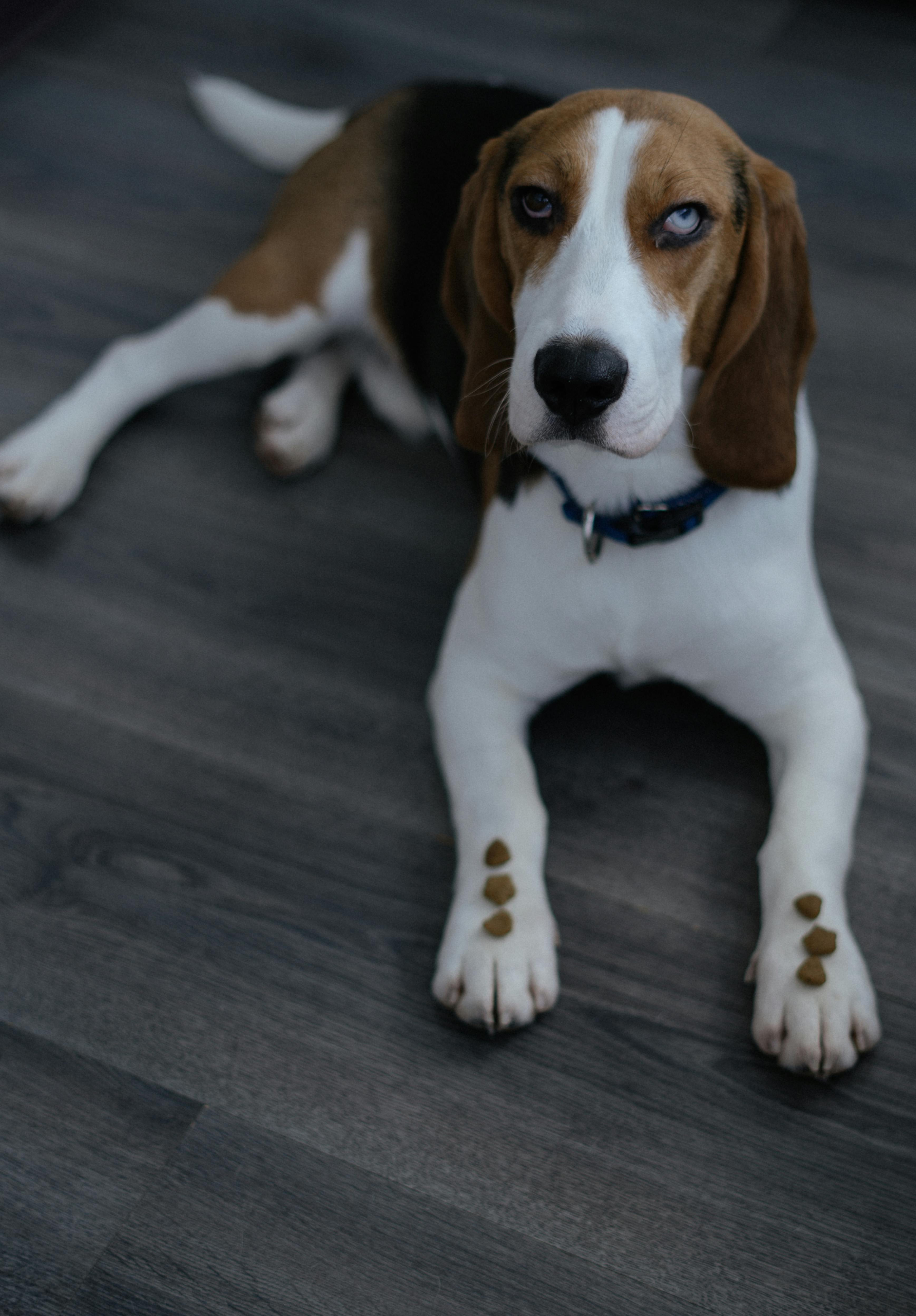 Close-Up Shot of Beagle · Free Stock Photo