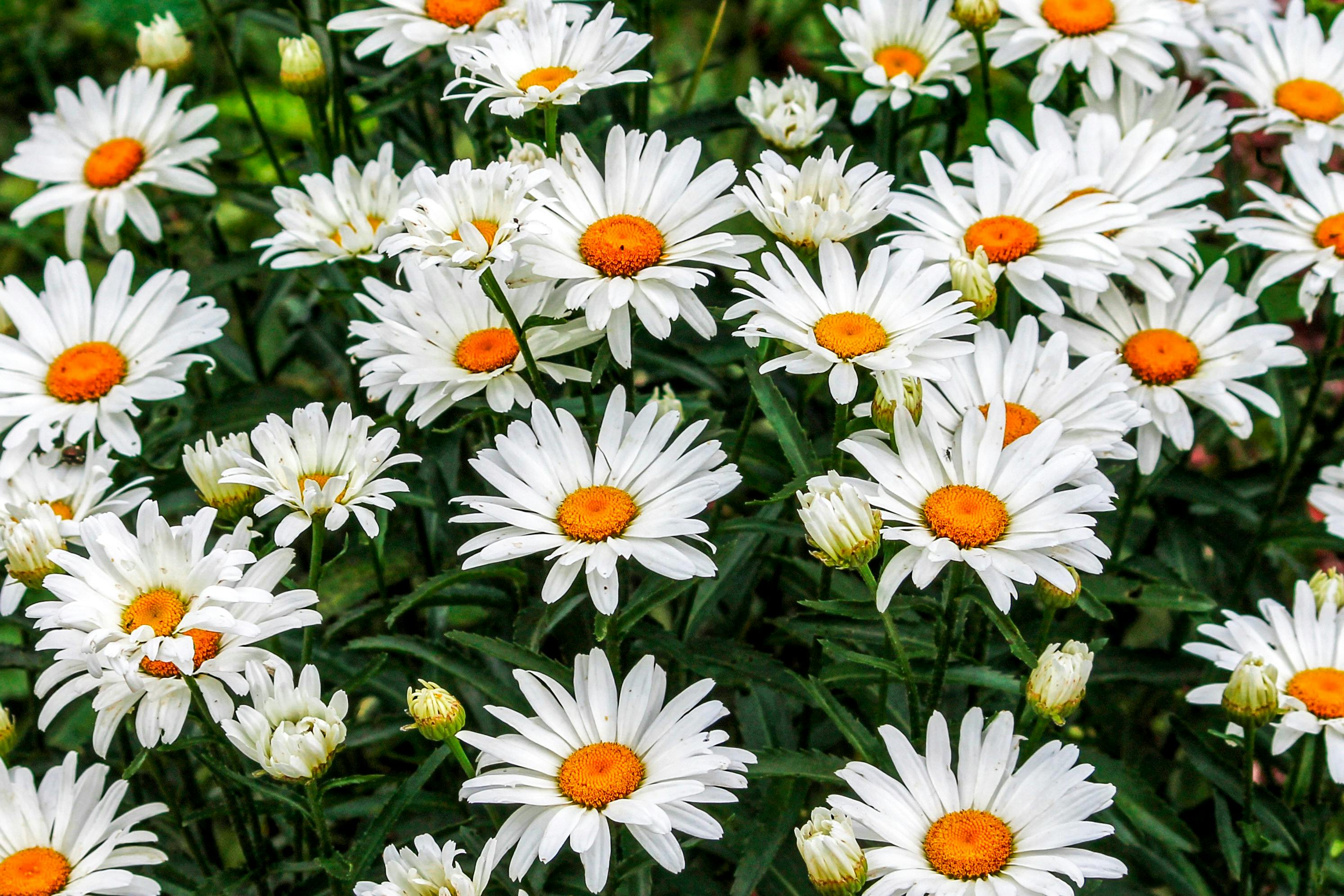 Close Up Photo of Common Daisies · Free Stock Photo