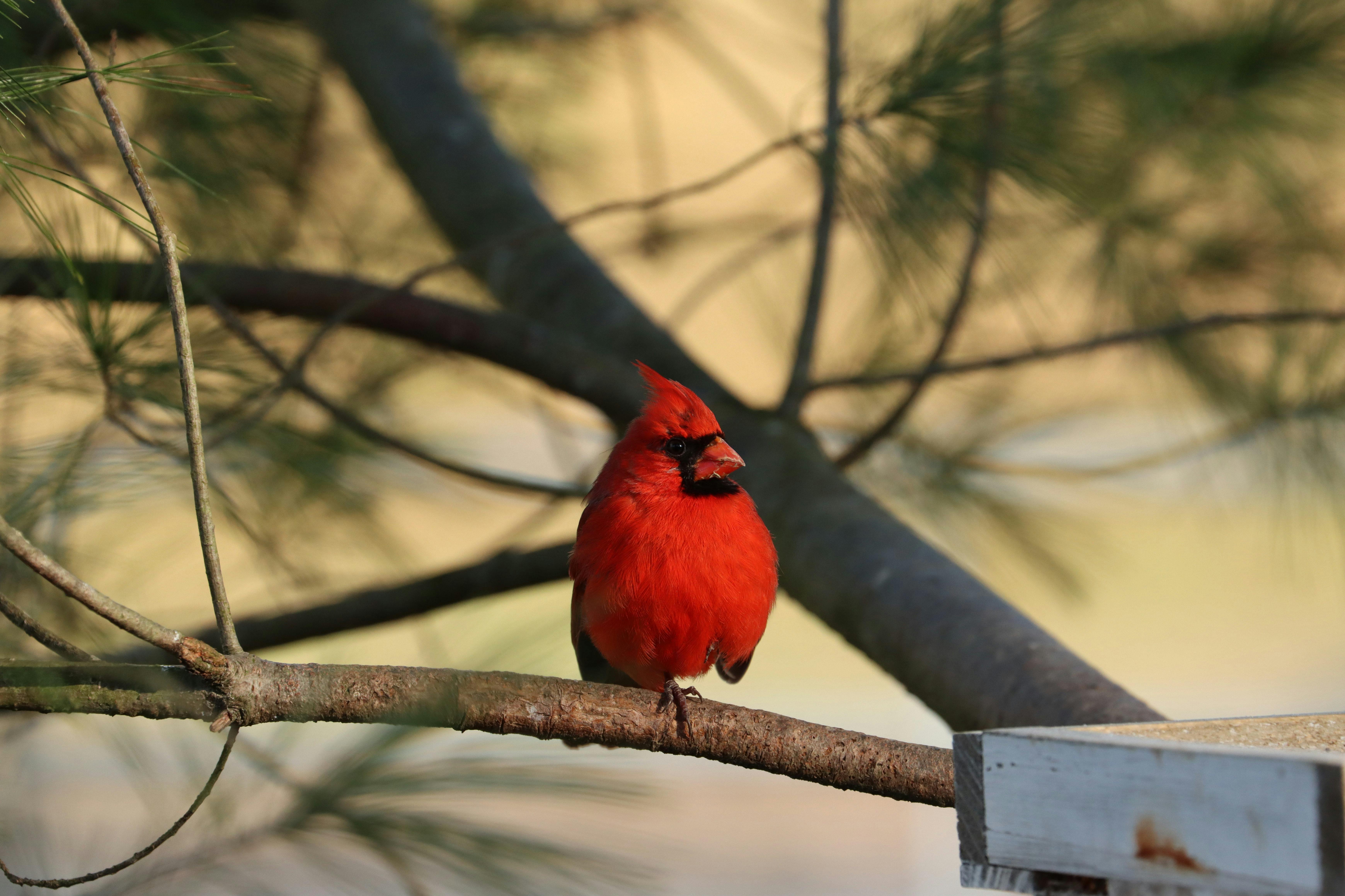 Close Up Photo of a Red Cardinal · Free Stock Photo