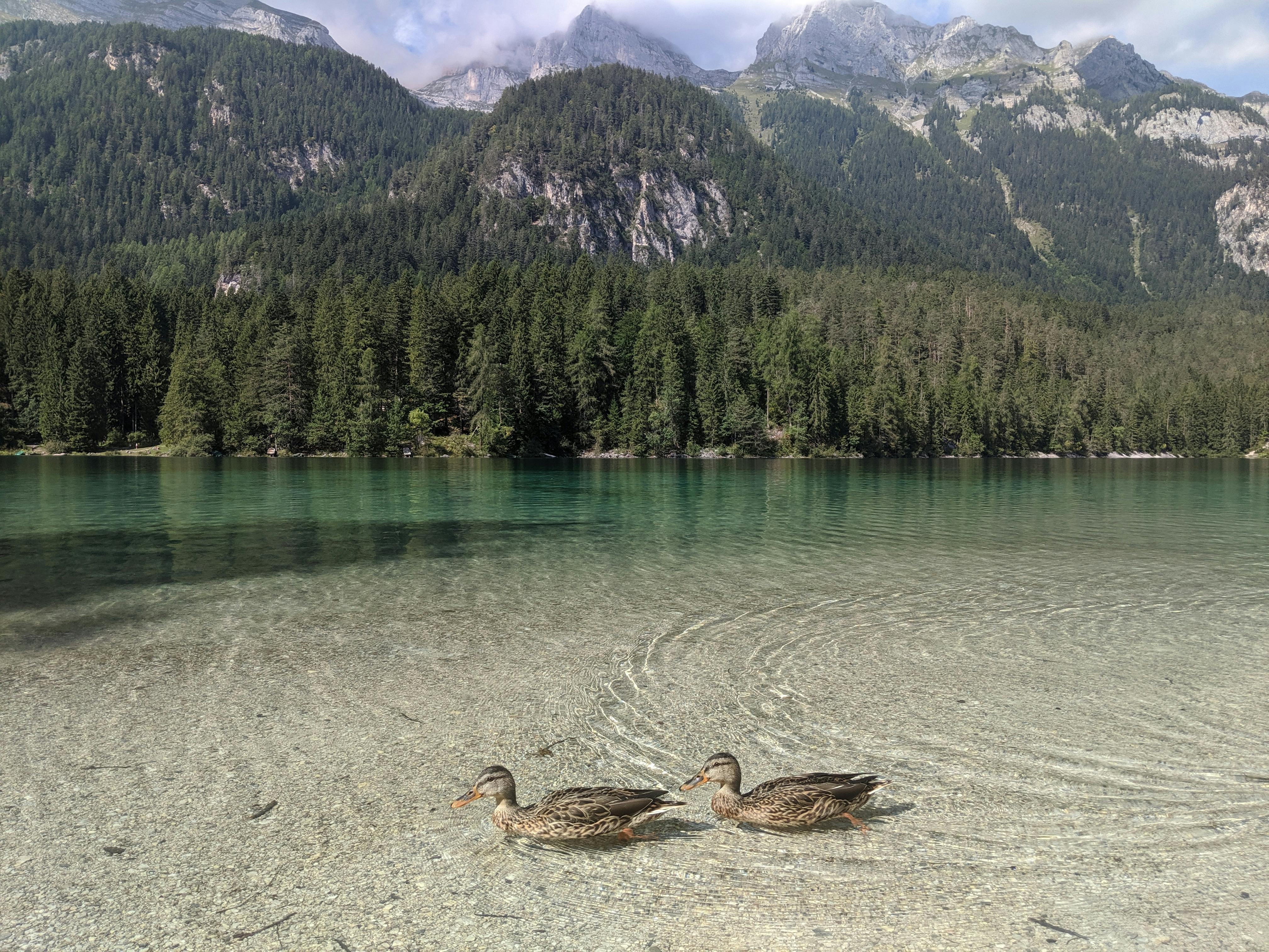 Two Brown Ducks on Lake · Free Stock Photo