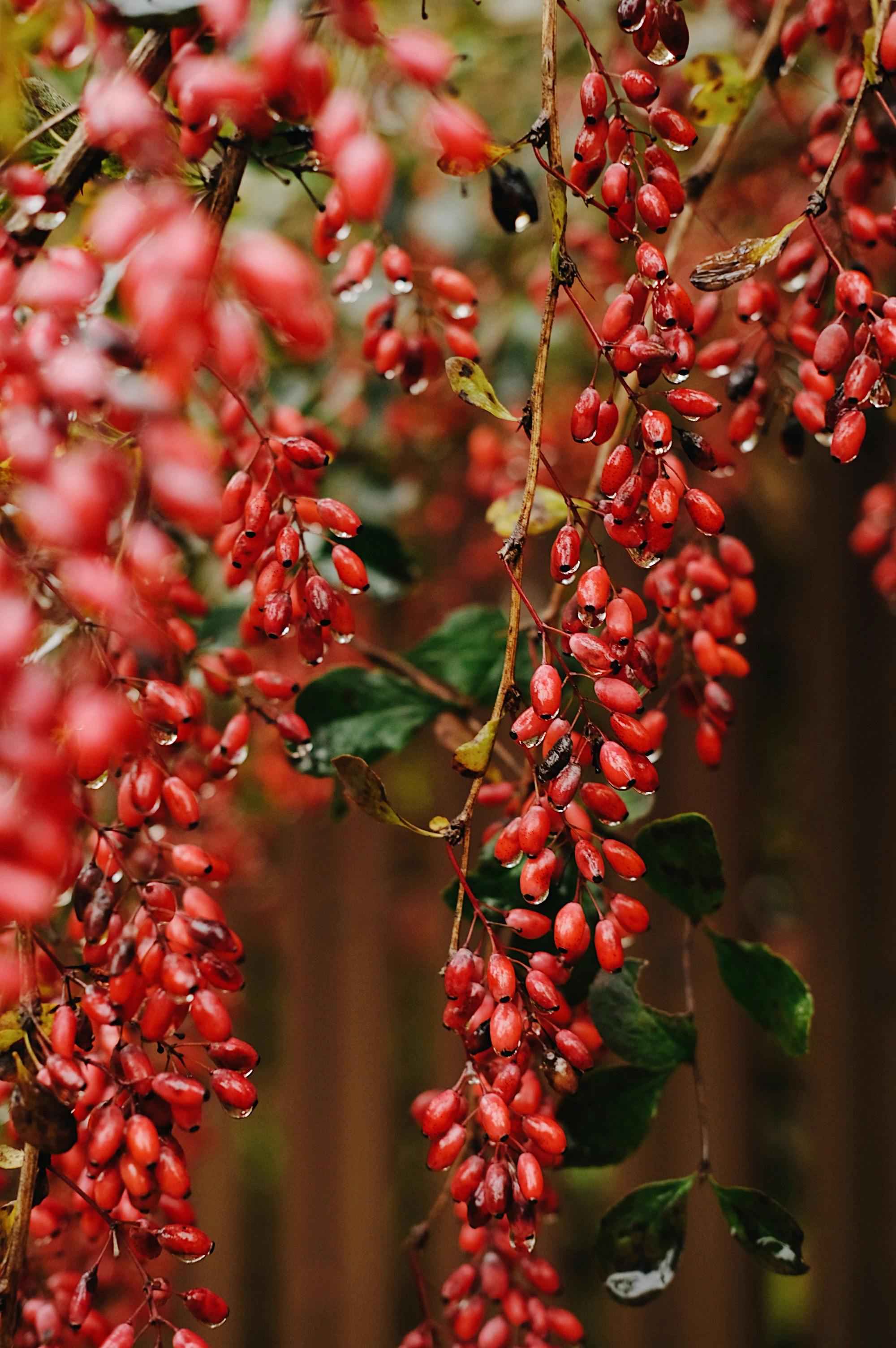 100,000+ Best Fruit Trees Photos · 100% Free Download · Pexels Stock Photos
