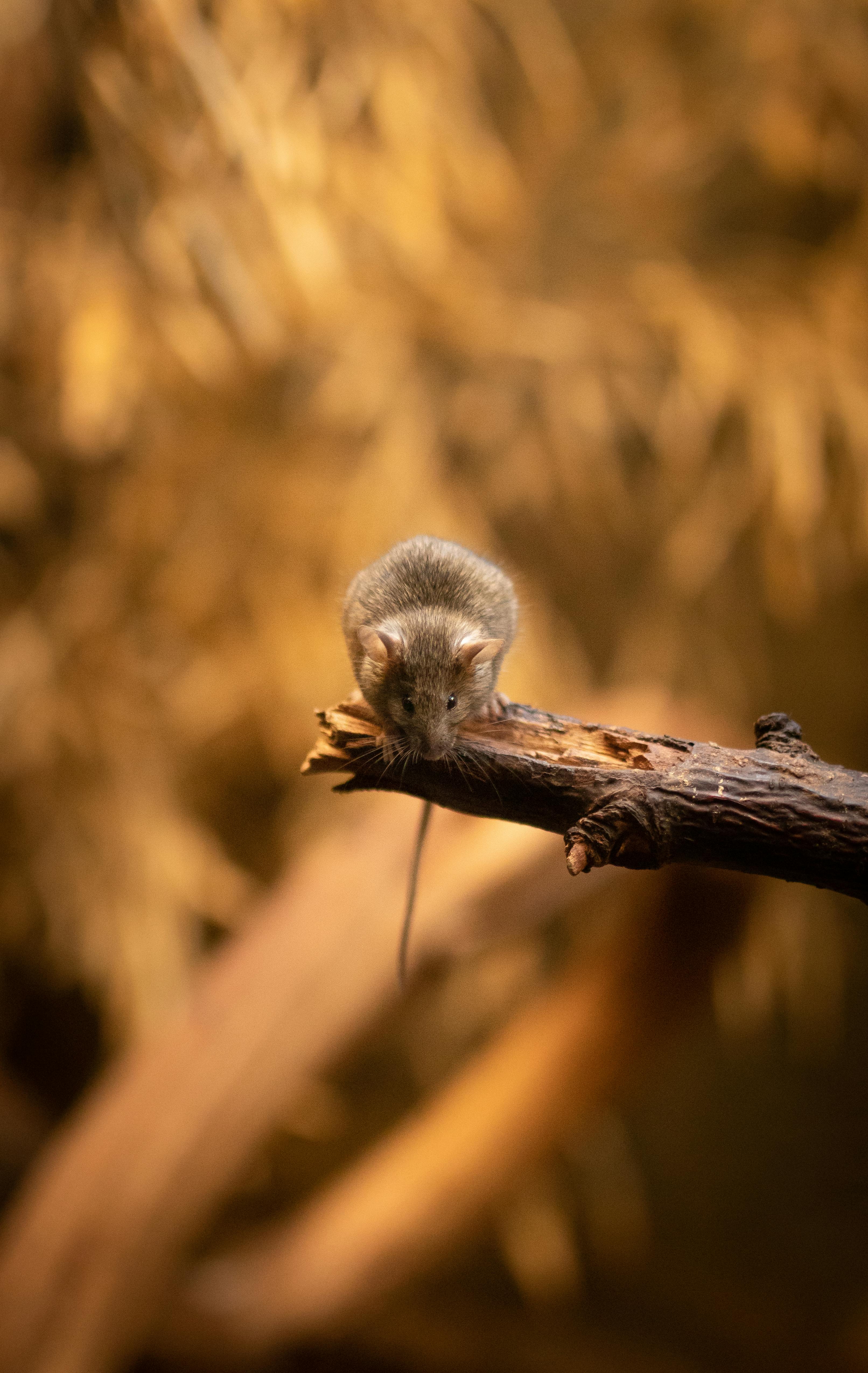 Shallow Focus of a Brown Mouse Mouse on Tree Branch · Free Stock Photo