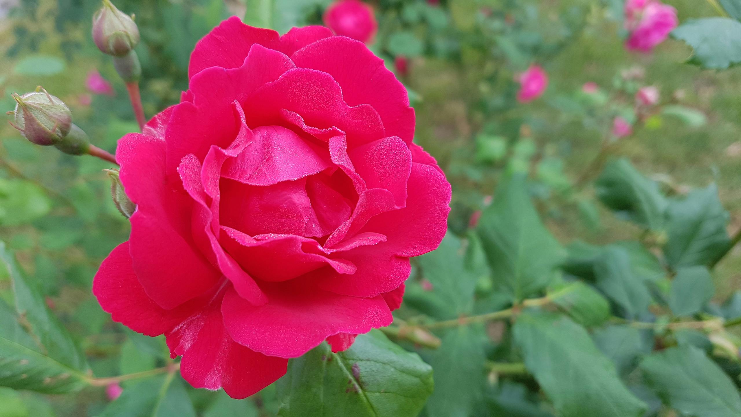 Vesna D. · Photography