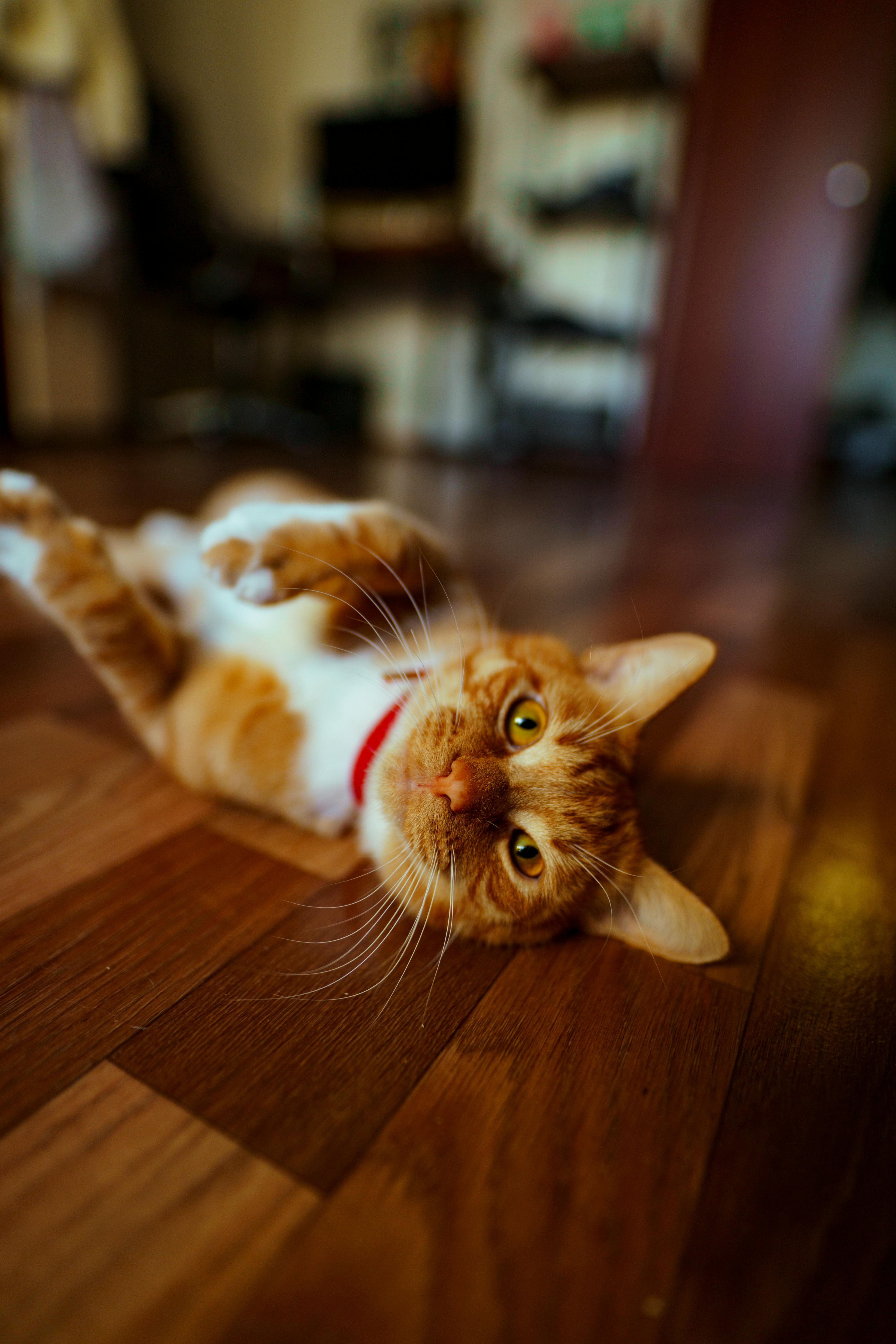 Red Cat Laying on Back on Floor at Home · Free Stock Photo
