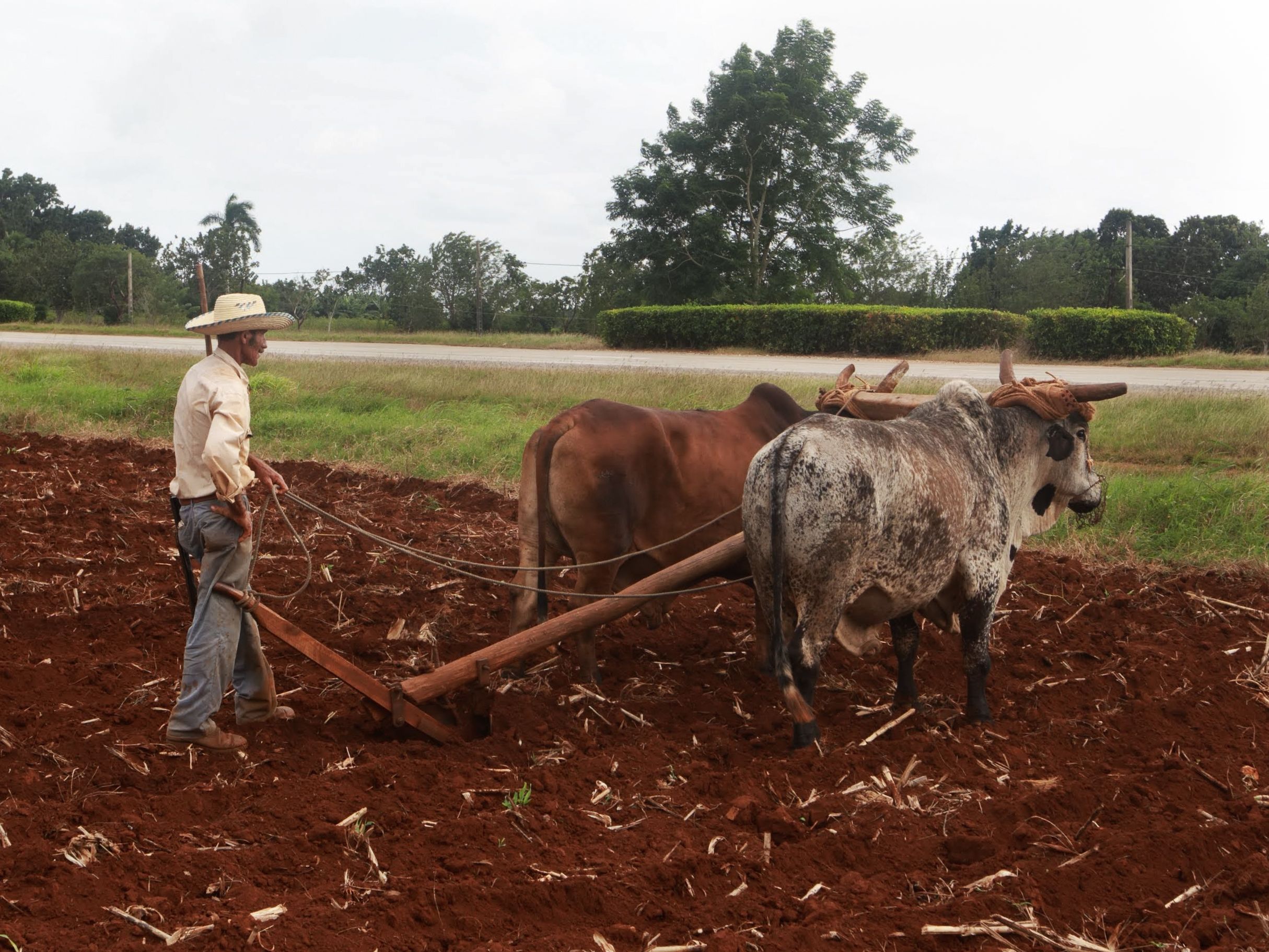 African Man Ploughing the Field with Oxen · Free Stock Photo