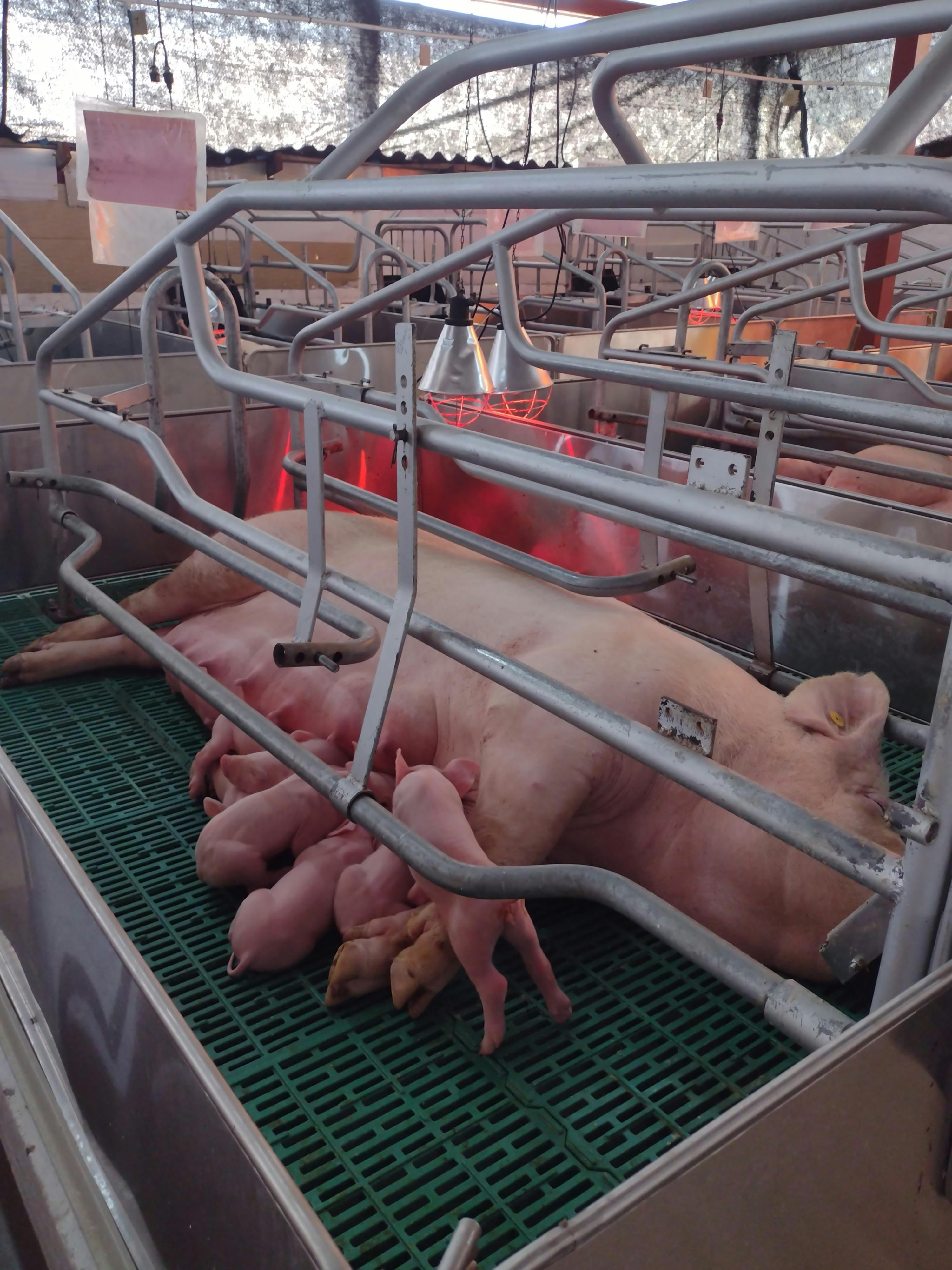 El parto de la cerda 🐷 - Asagropecuarias