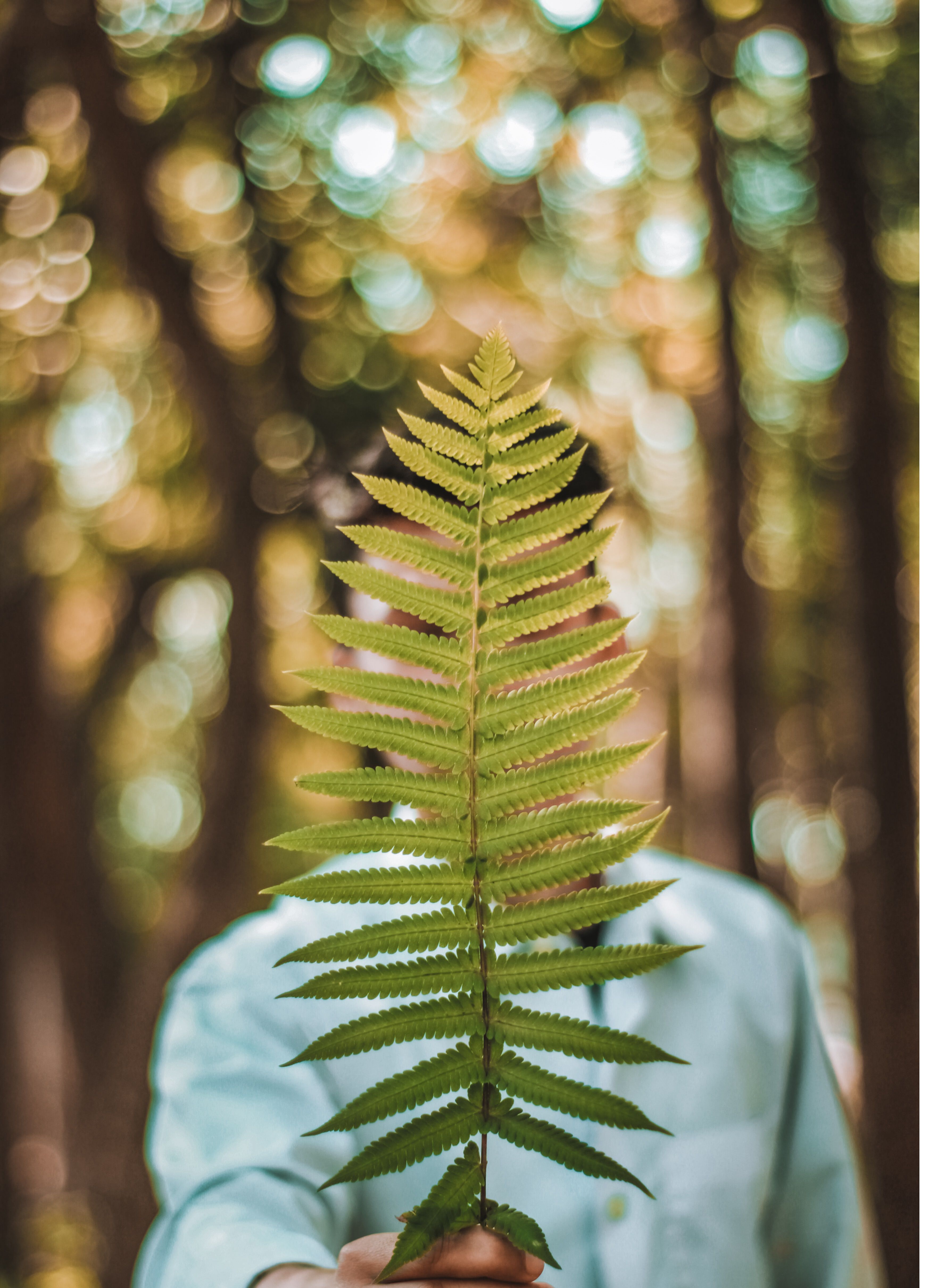 Person Holding Green Fern Leaves · Free Stock Photo