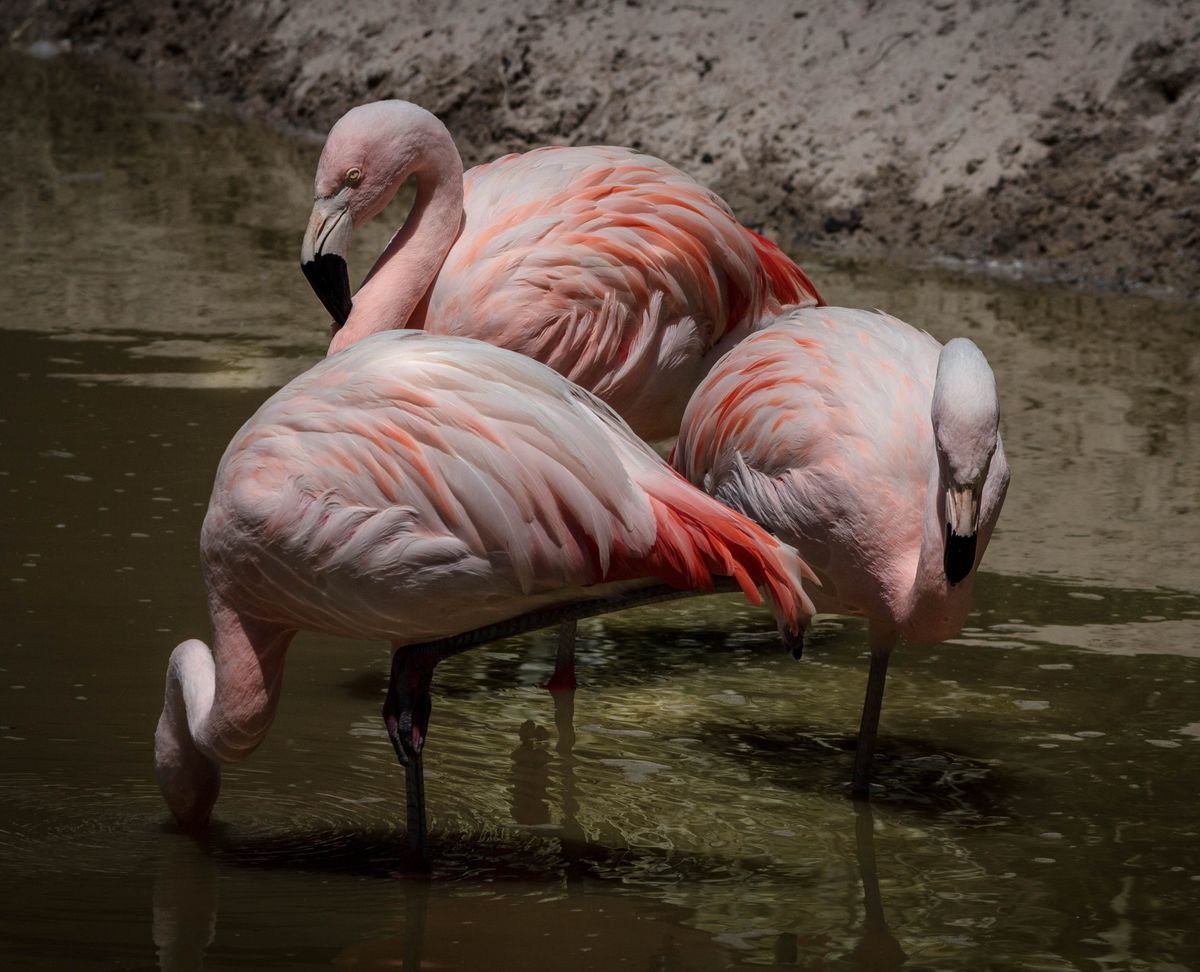 Flamingos Photos, Download The BEST Free Flamingos Stock Photos & HD Images