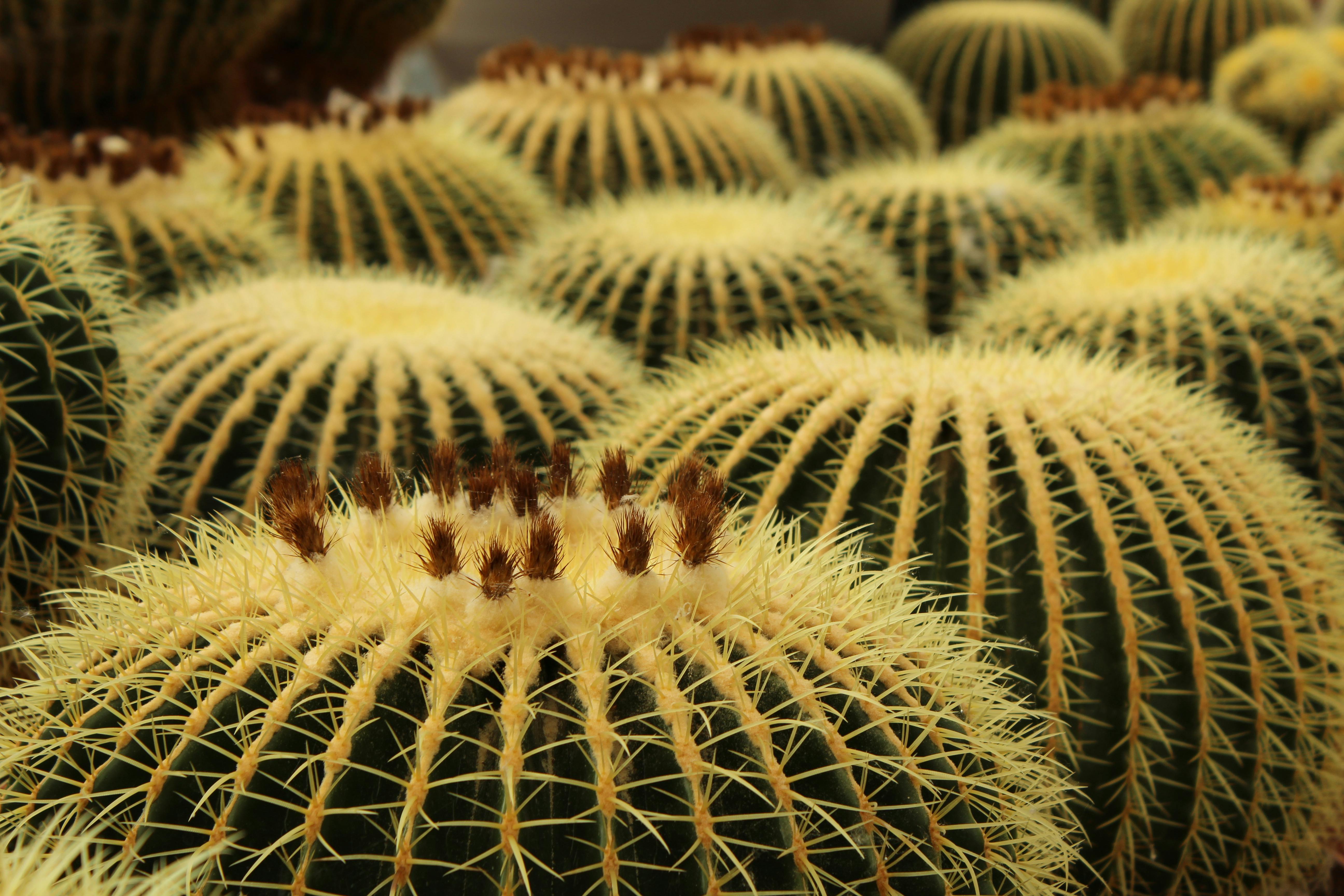 Full Shot of Rows of Cacti · Free Stock Photo