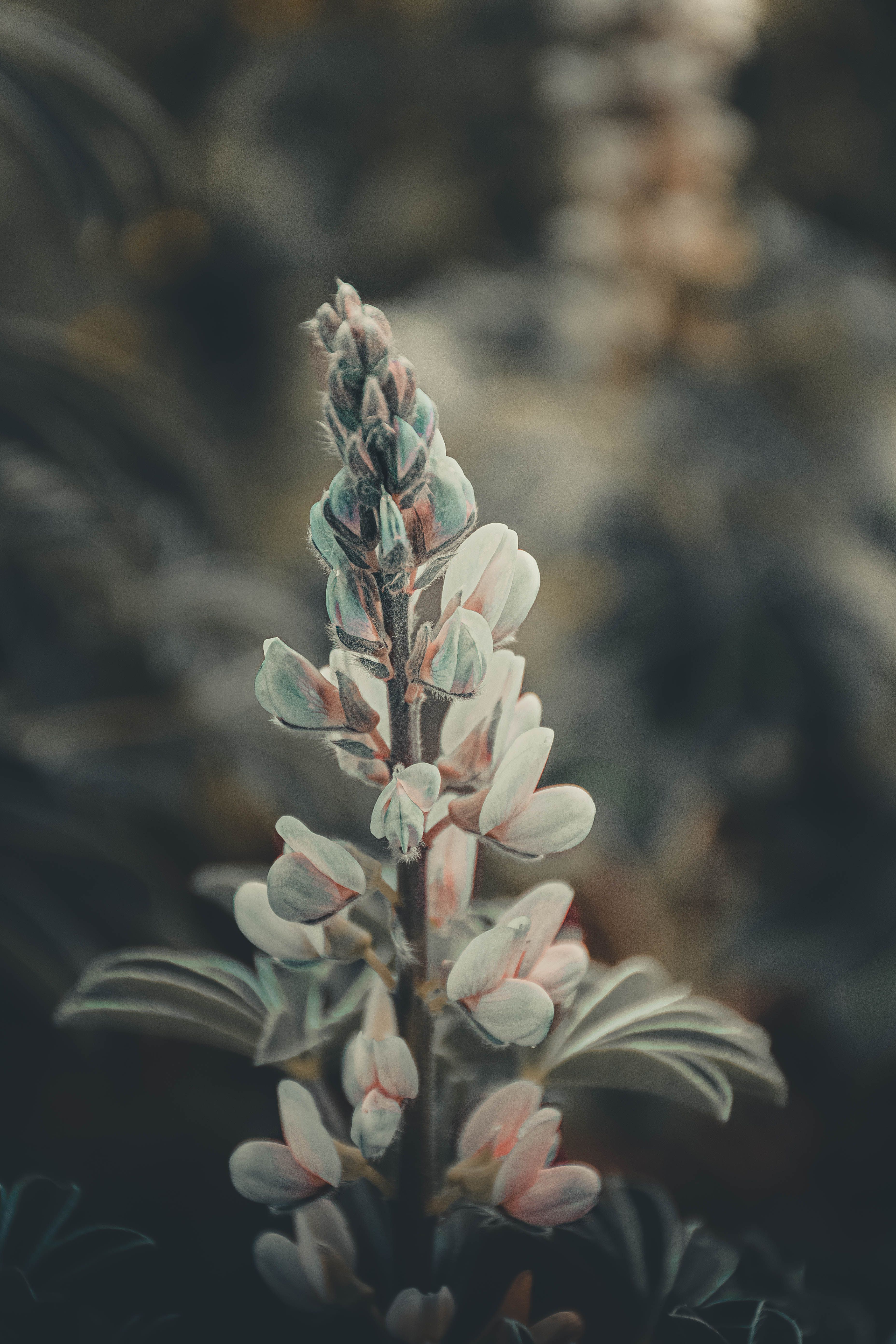 Plant with Round Leaves · Free Stock Photo