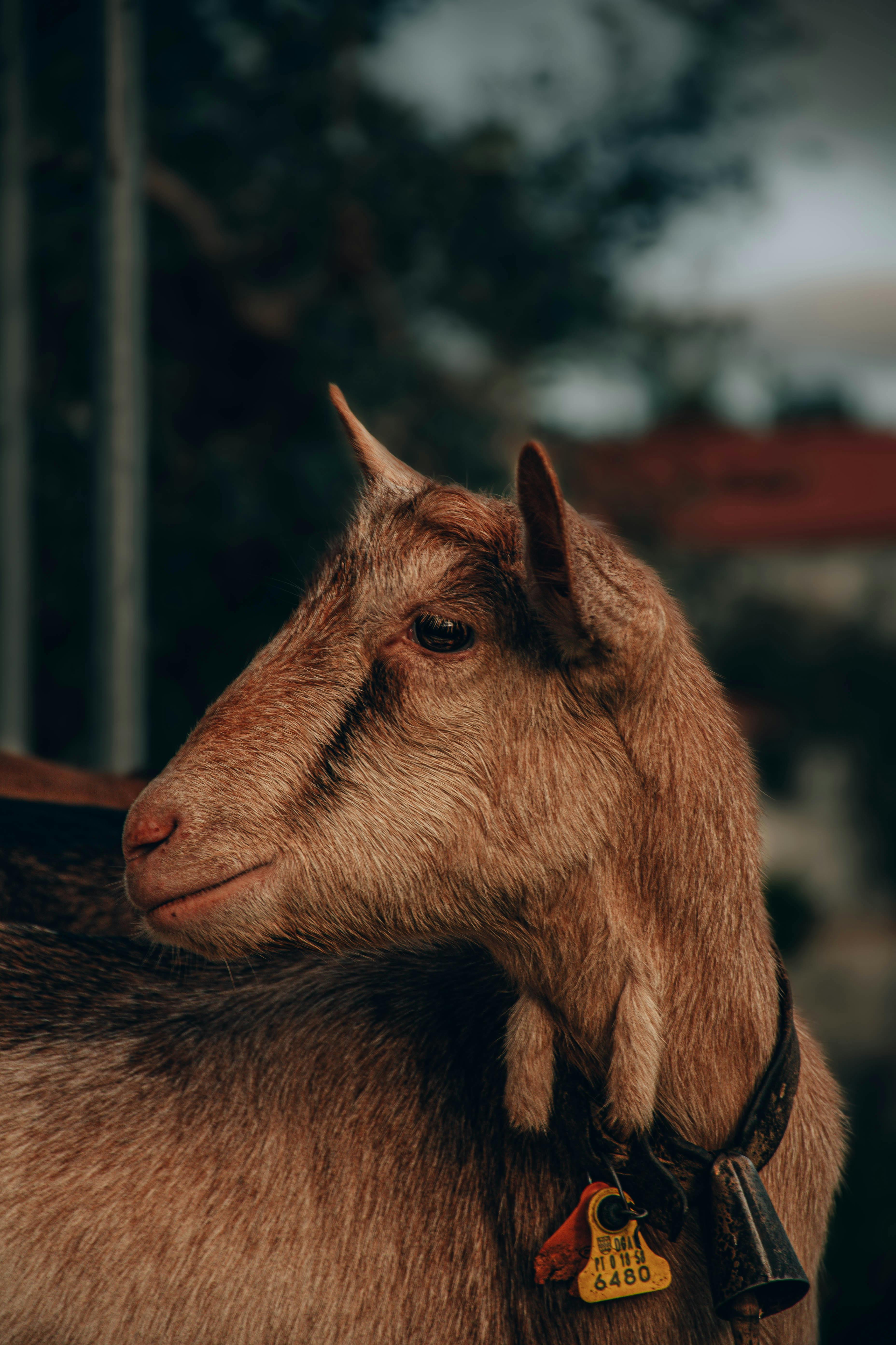 Goat Eye Photos, Download The BEST Free Goat Eye Stock Photos & HD Images