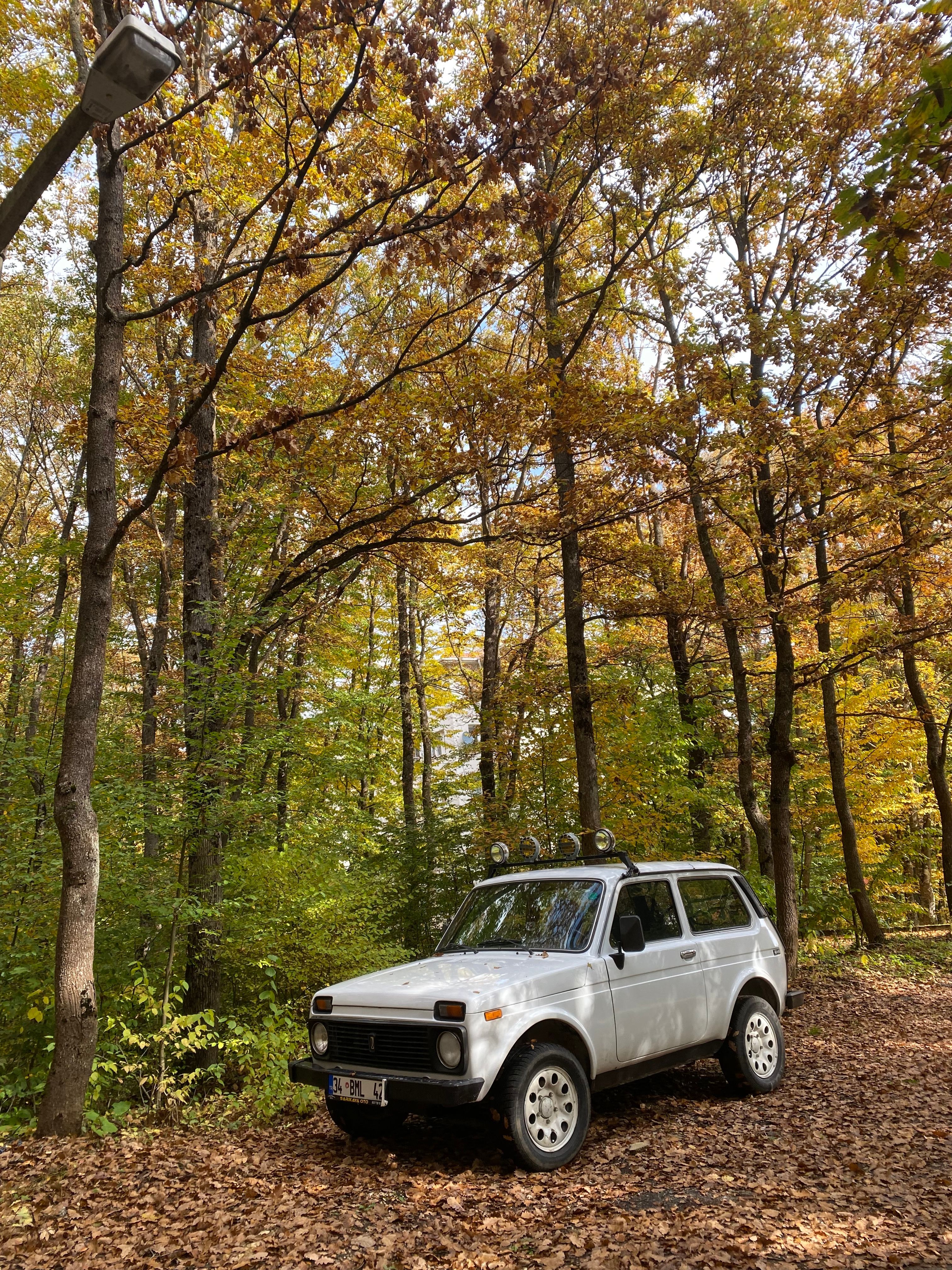 Grey Car Beside Tree · Free Stock Photo
