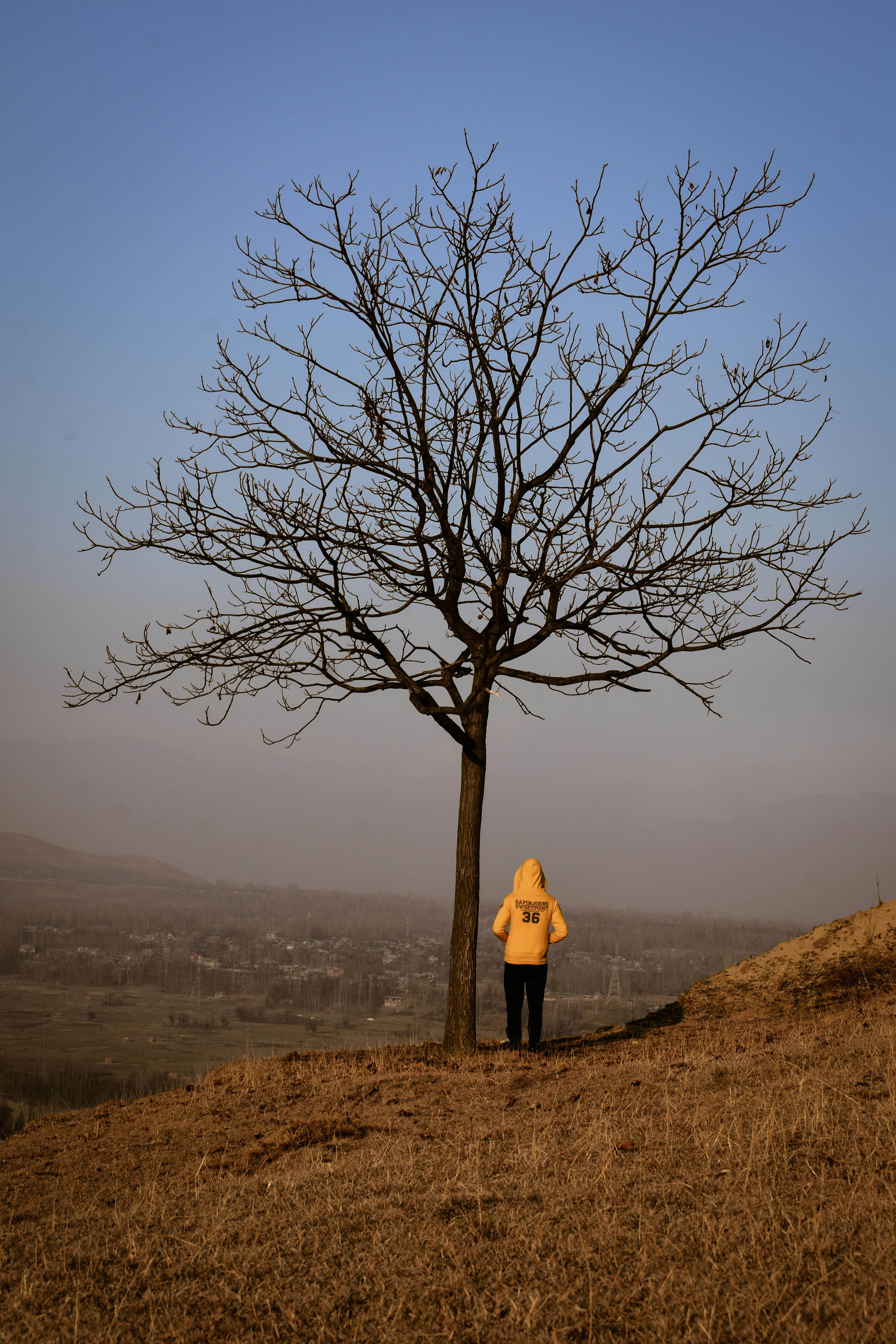 Person Standing Beside a Leafless Tree · Free Stock Photo
