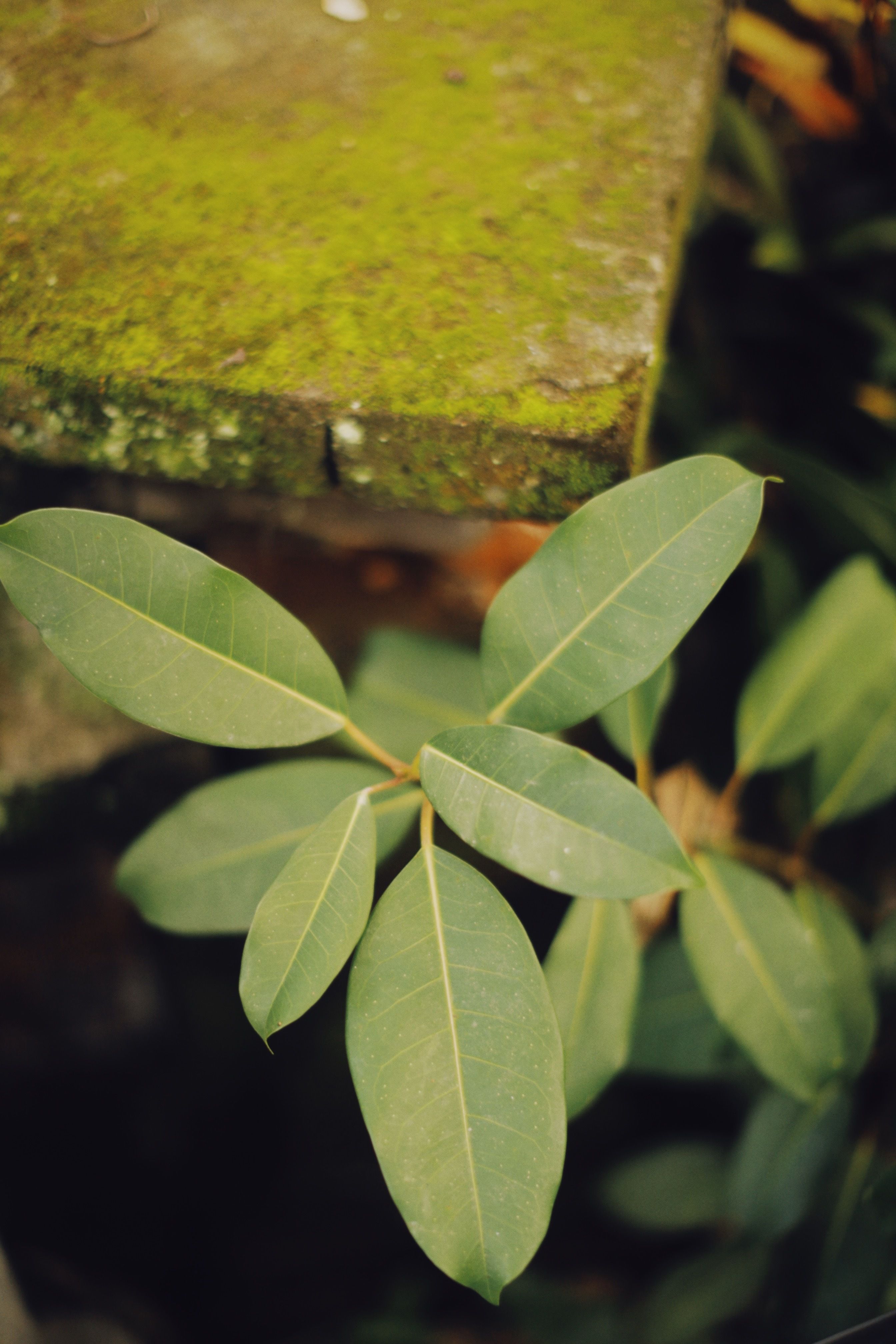 Close-Up Photo of Green Leaves · Free Stock Photo