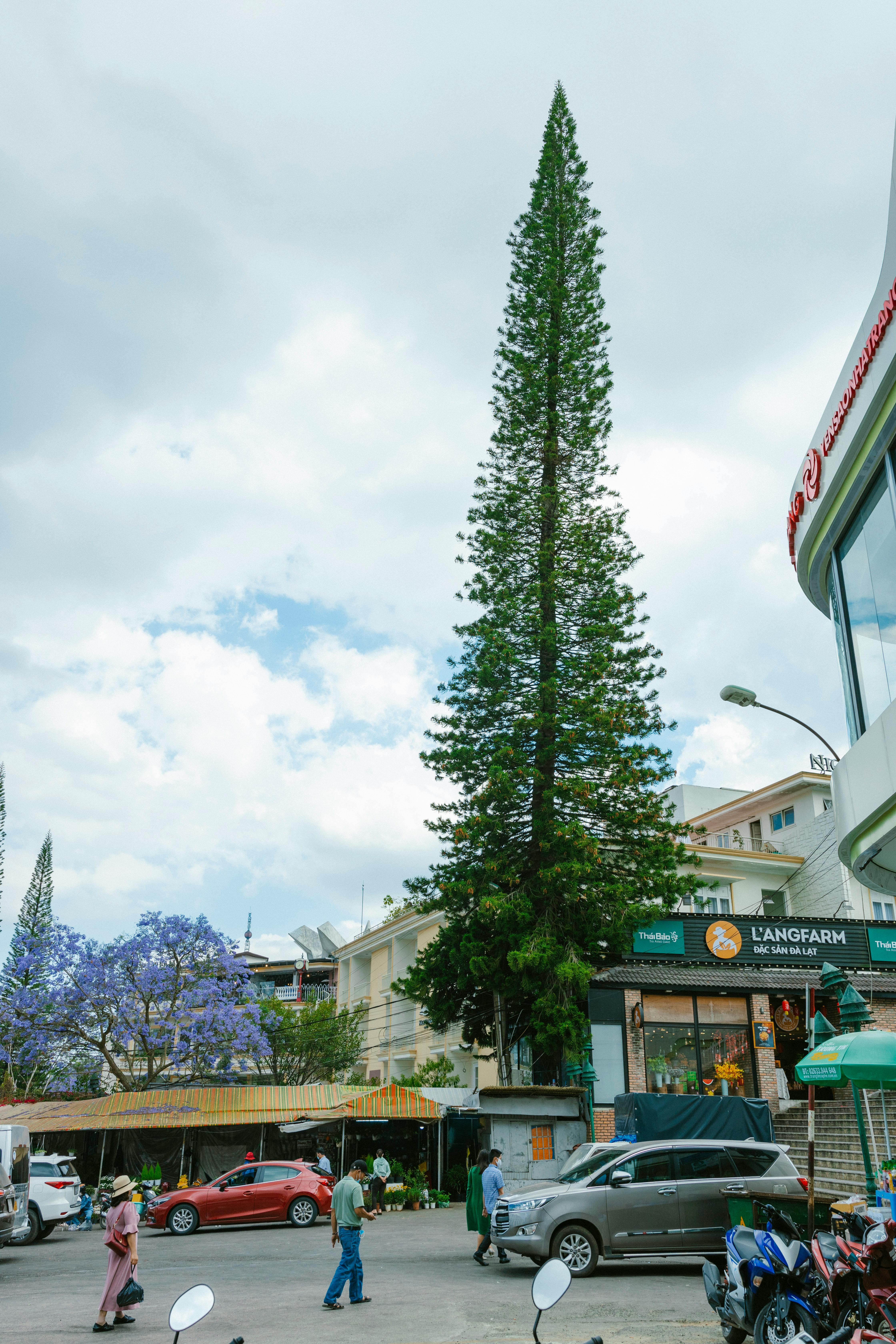 Tall Coniferous Tree Growing in City · Free Stock Photo