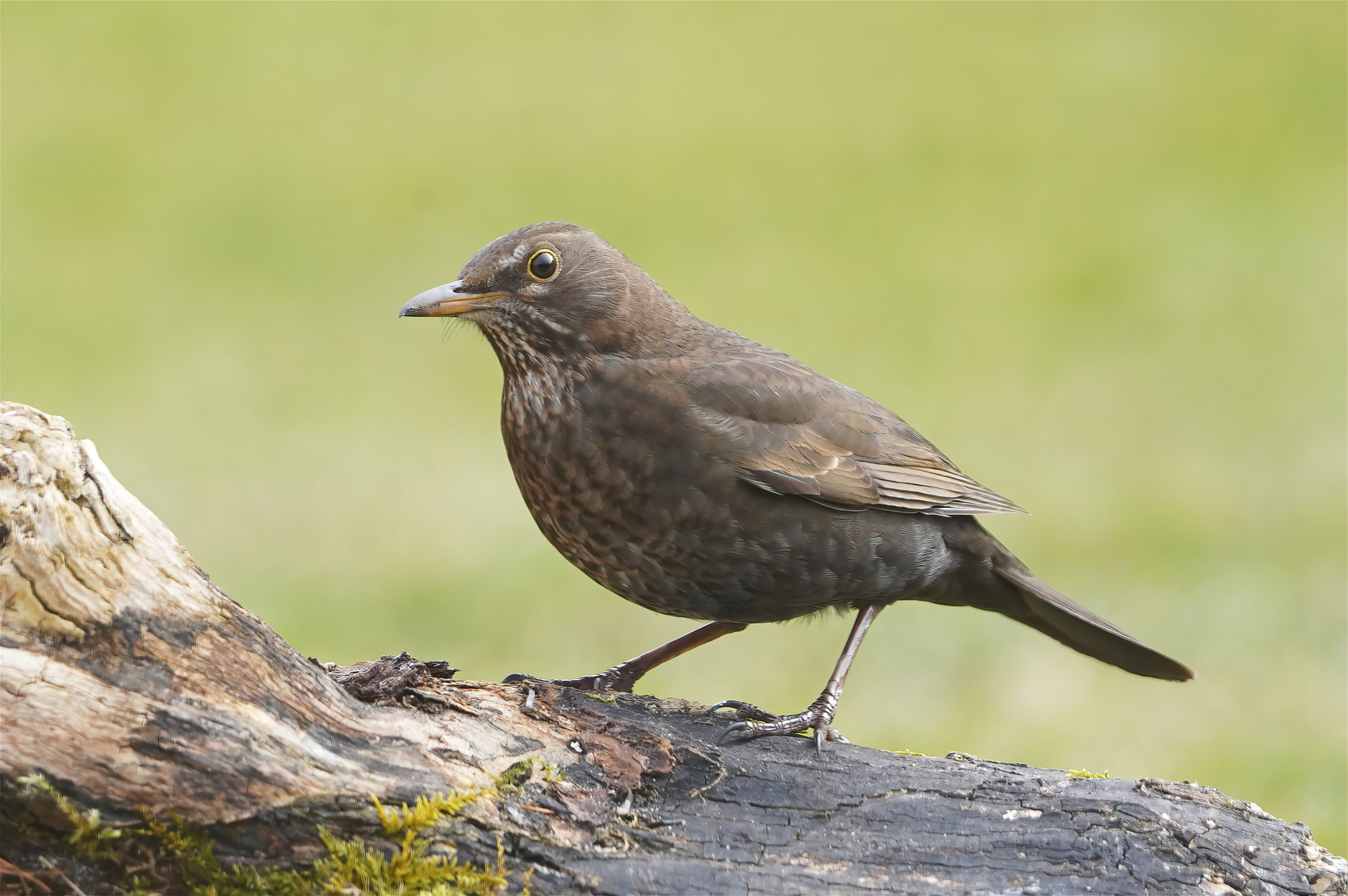 Black Bird Eating Worms · Free Stock Photo