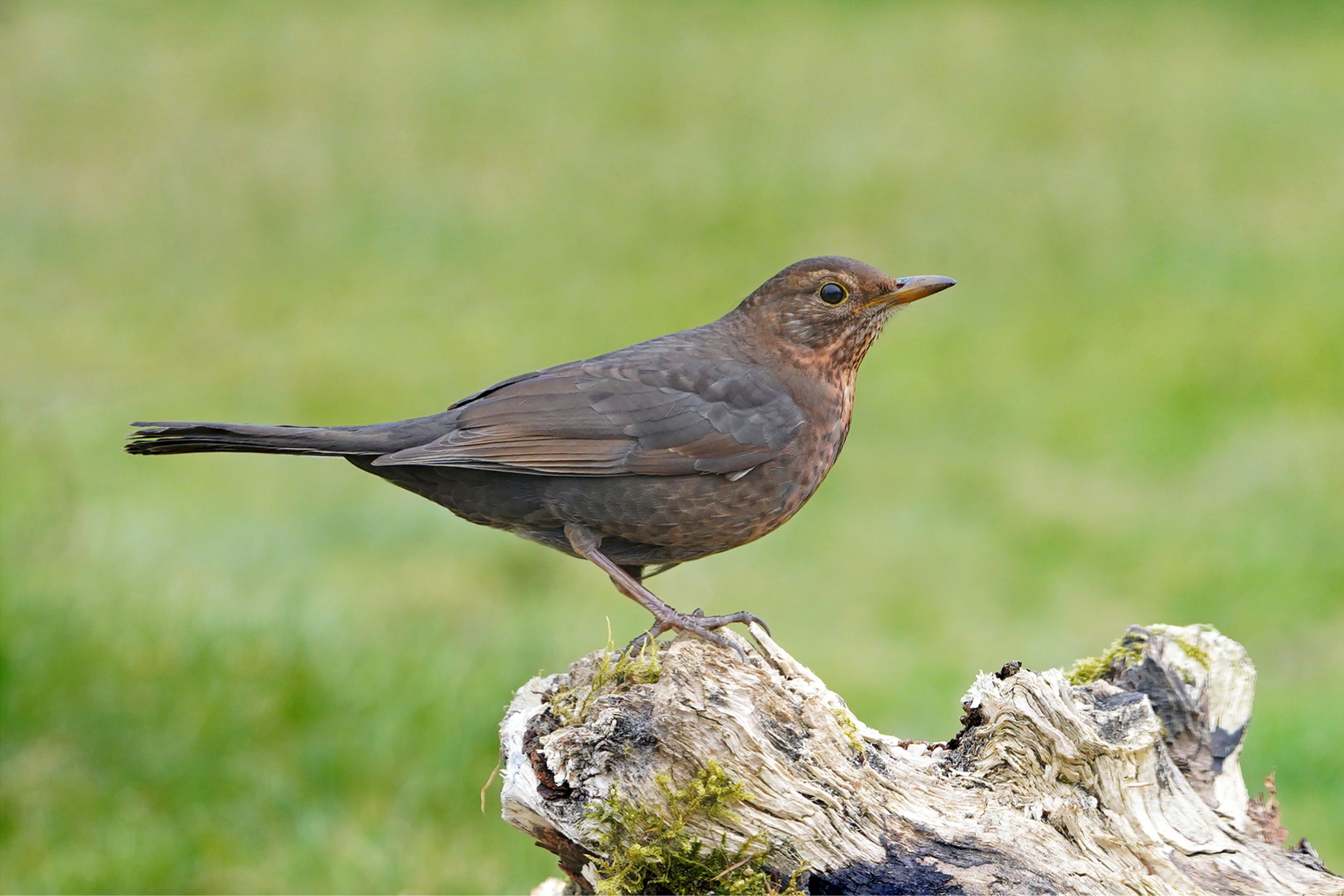 Black Bird Eating Worms · Free Stock Photo