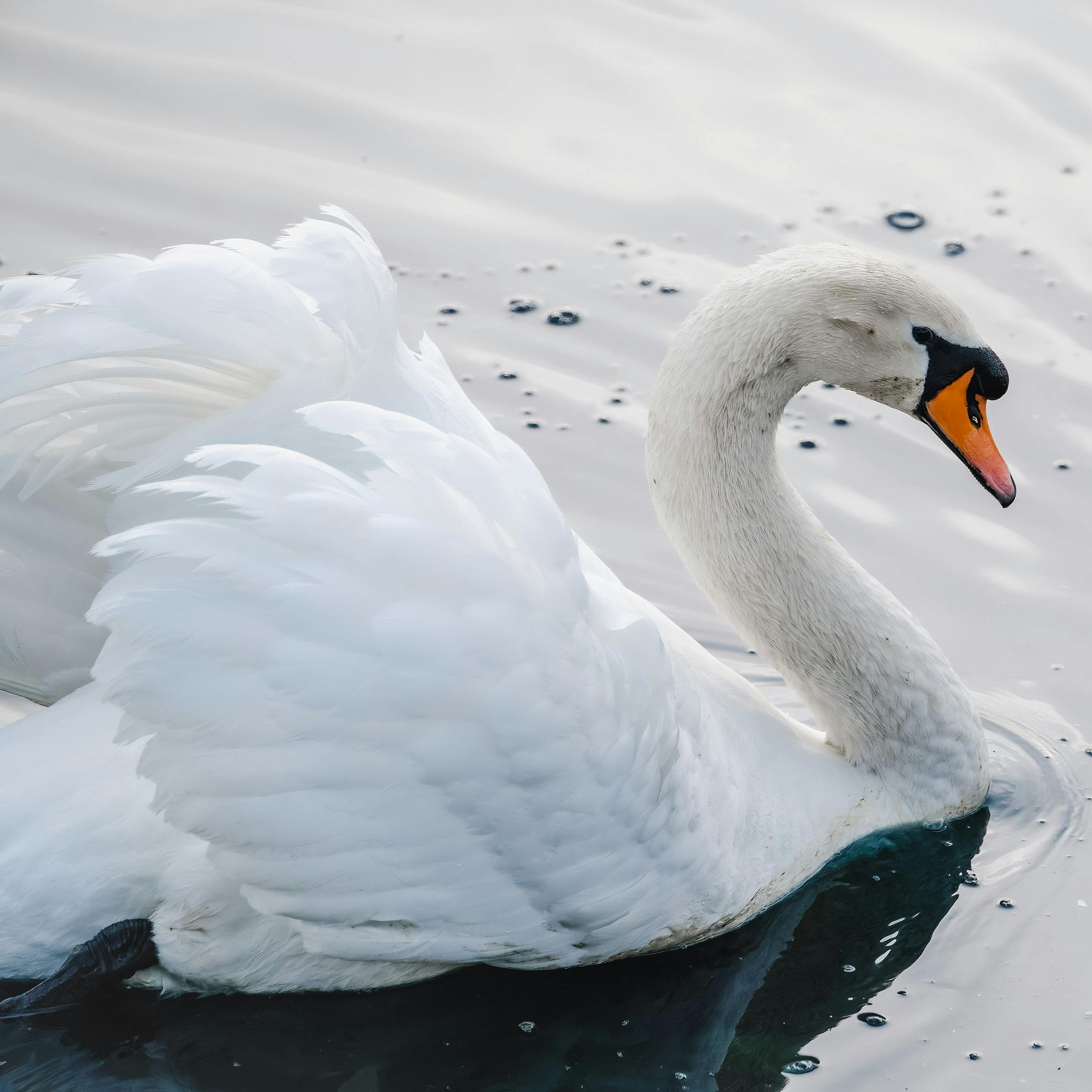 Waterfowl 78 Photos & Videos Collected by Robert Woeger