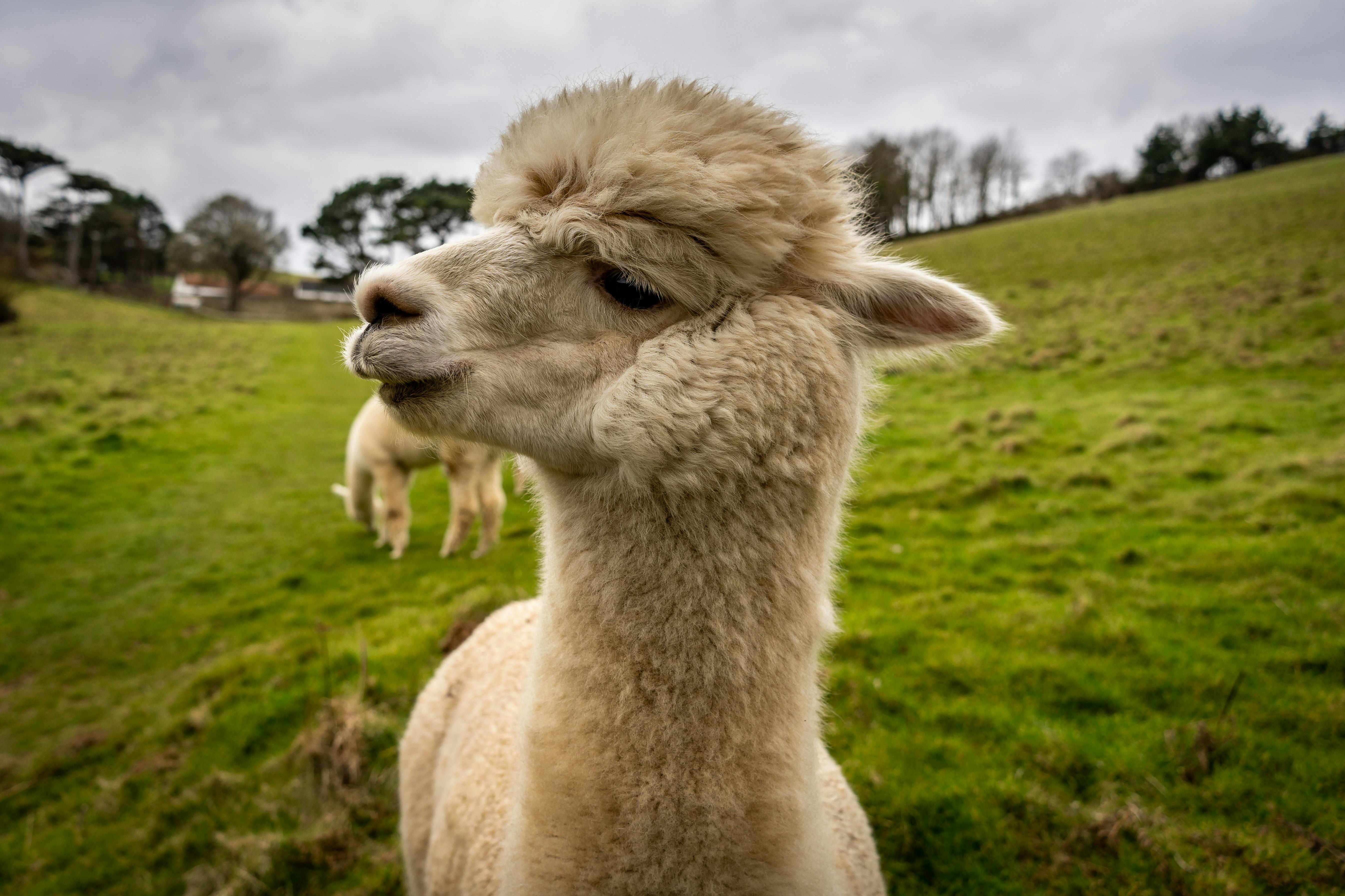 187+ Best Free Alpacas Stock Photos & Images · 100% Royalty-Free HD ...
