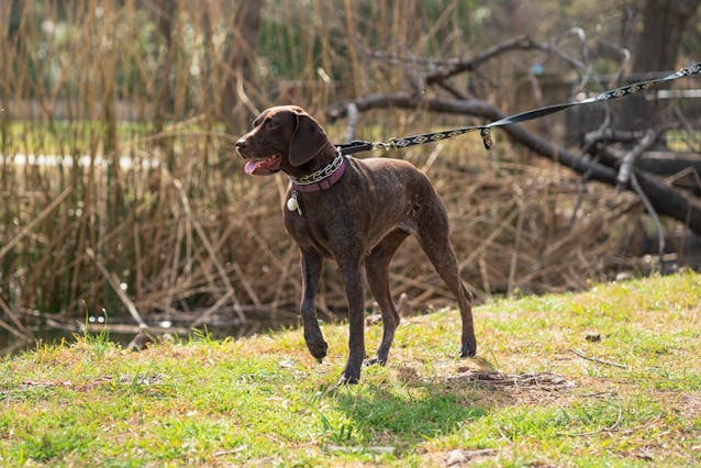 German Shorthaired Pointer Duck Hunting: Tips for Success