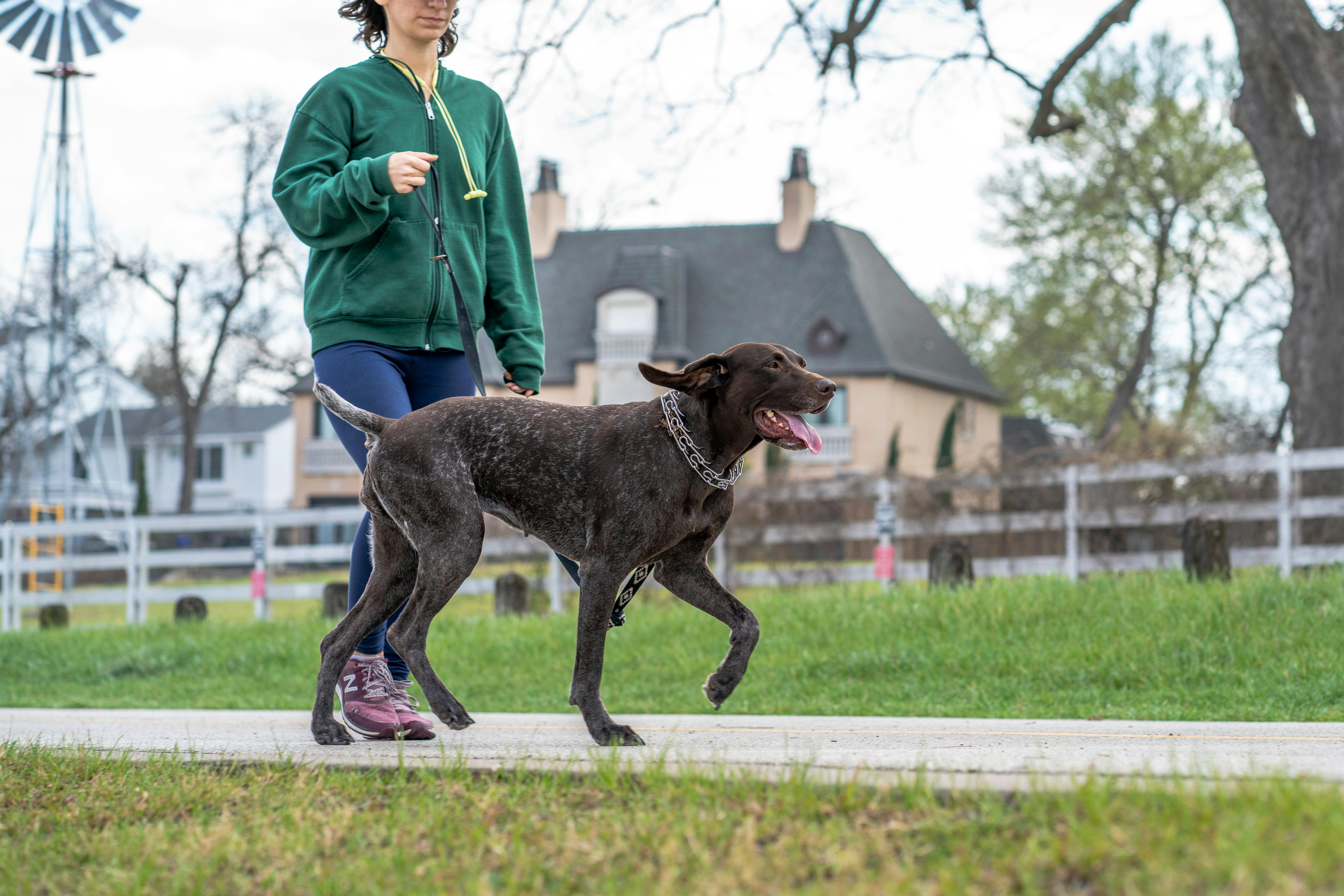 Dog Holding a Leash in a Park · Free Stock Photo