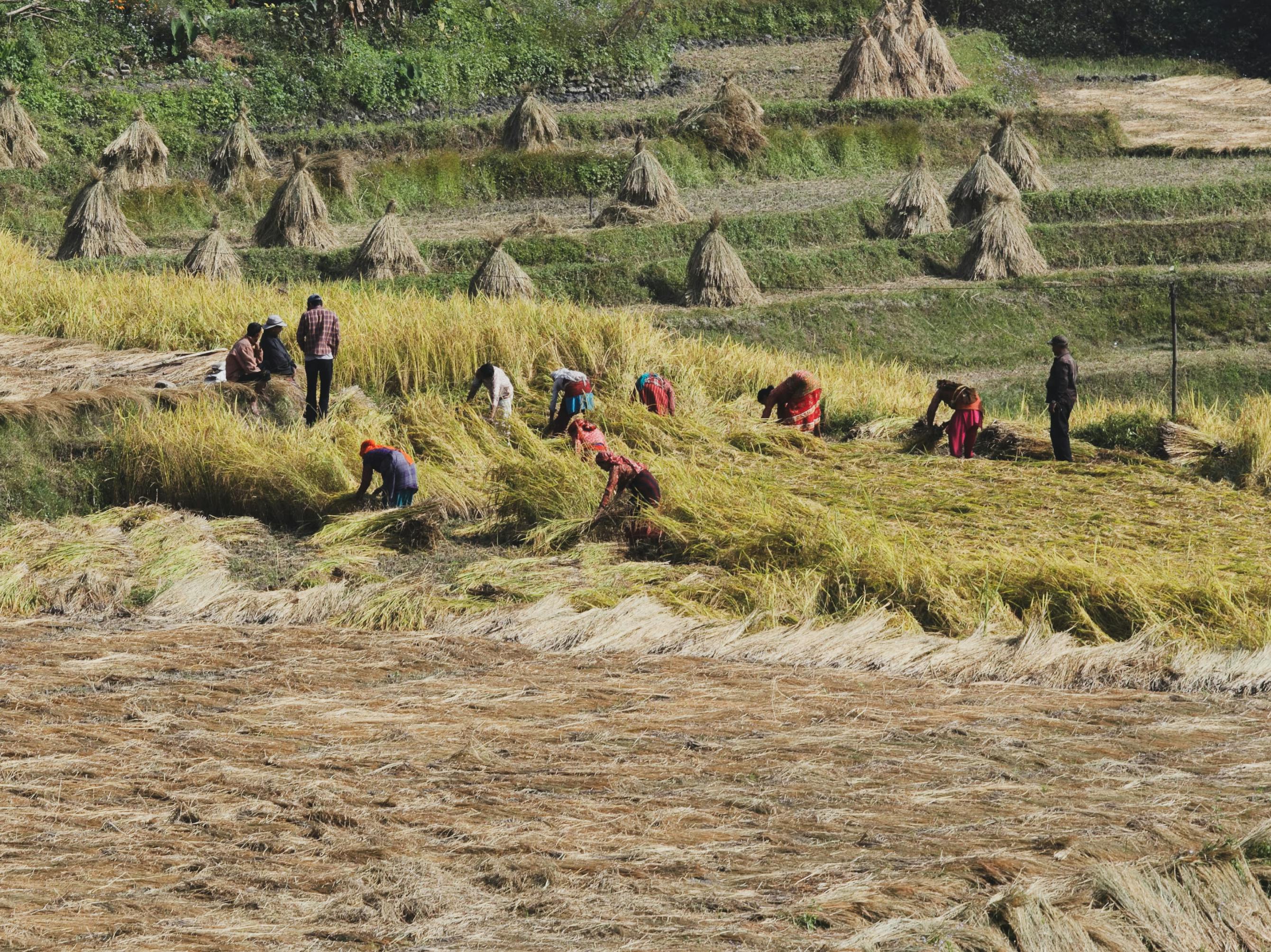People Gathering Hay in Summer · Free Stock Photo