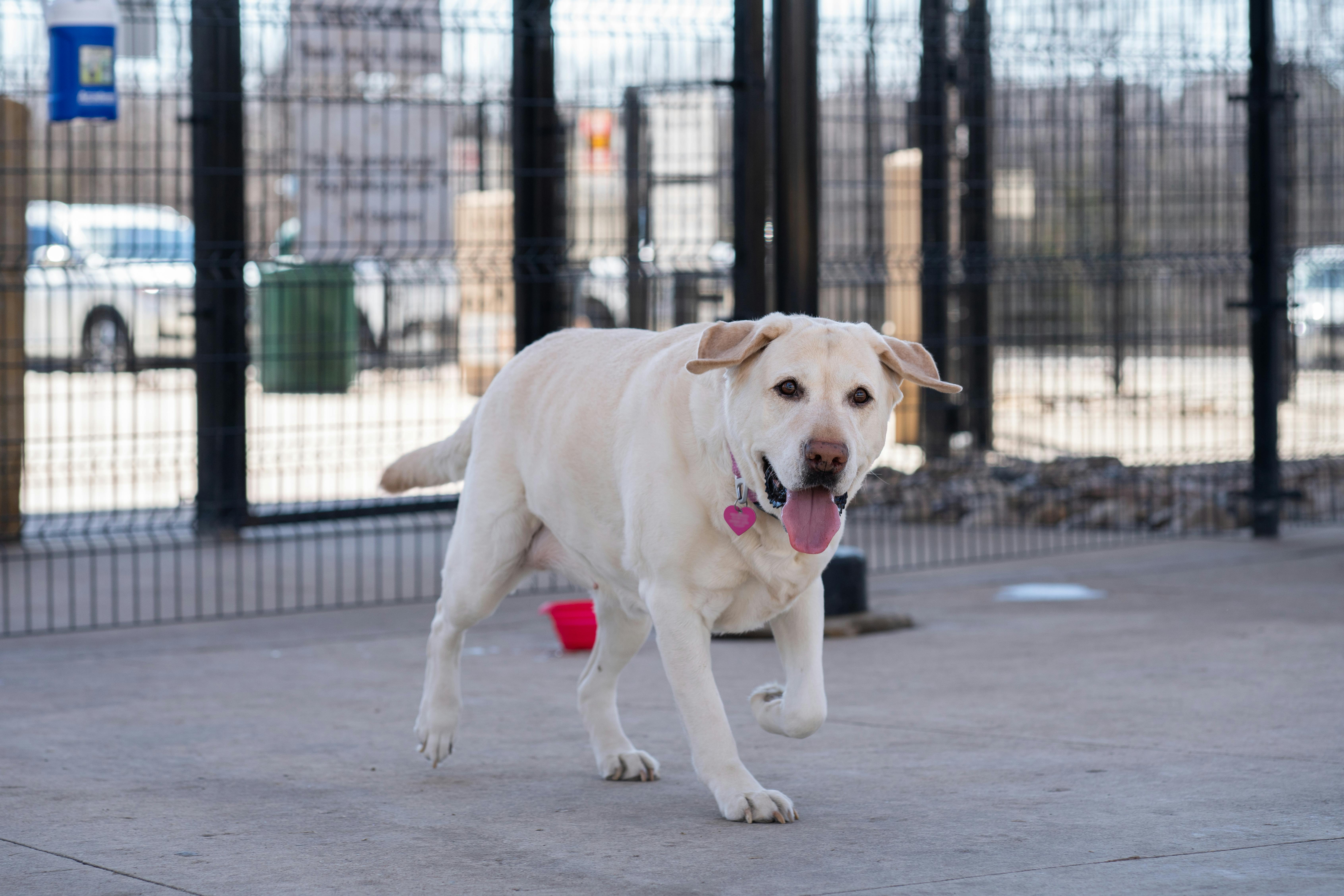 Photo of a Labrador Retriever · Free Stock Photo