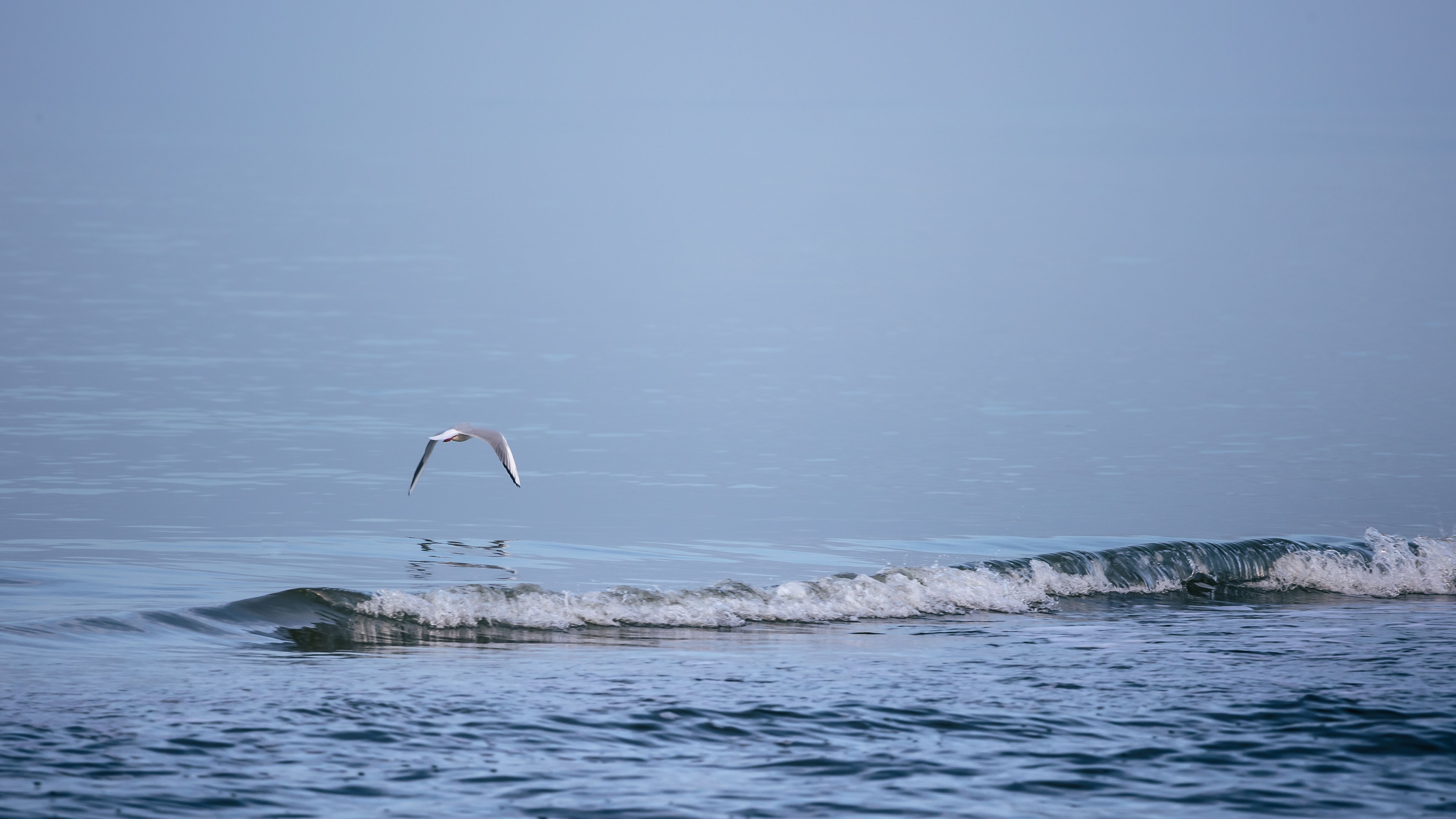 Seagull over Water · Free Stock Photo