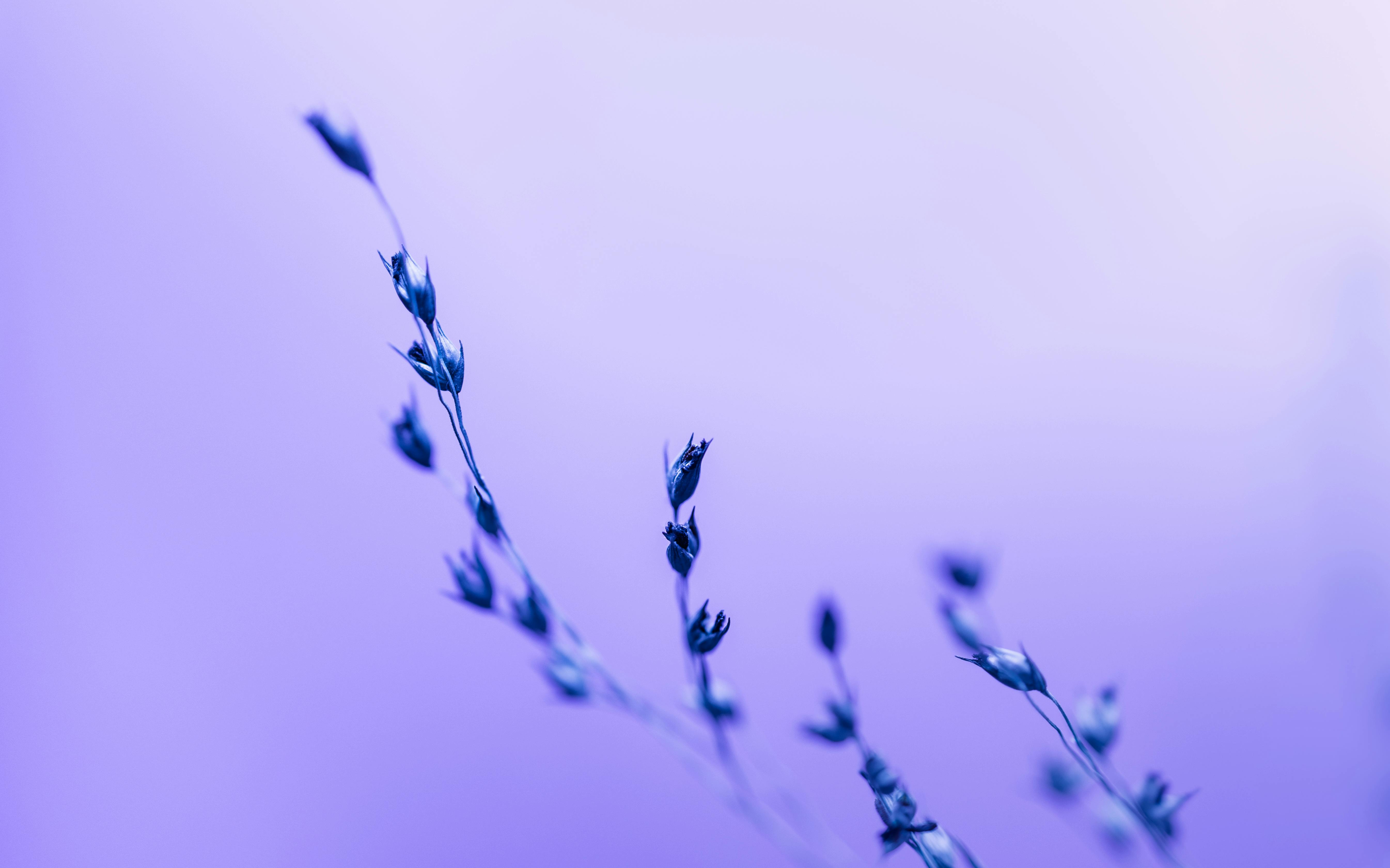 A Plant Illuminated by a Purple Light · Free Stock Photo
