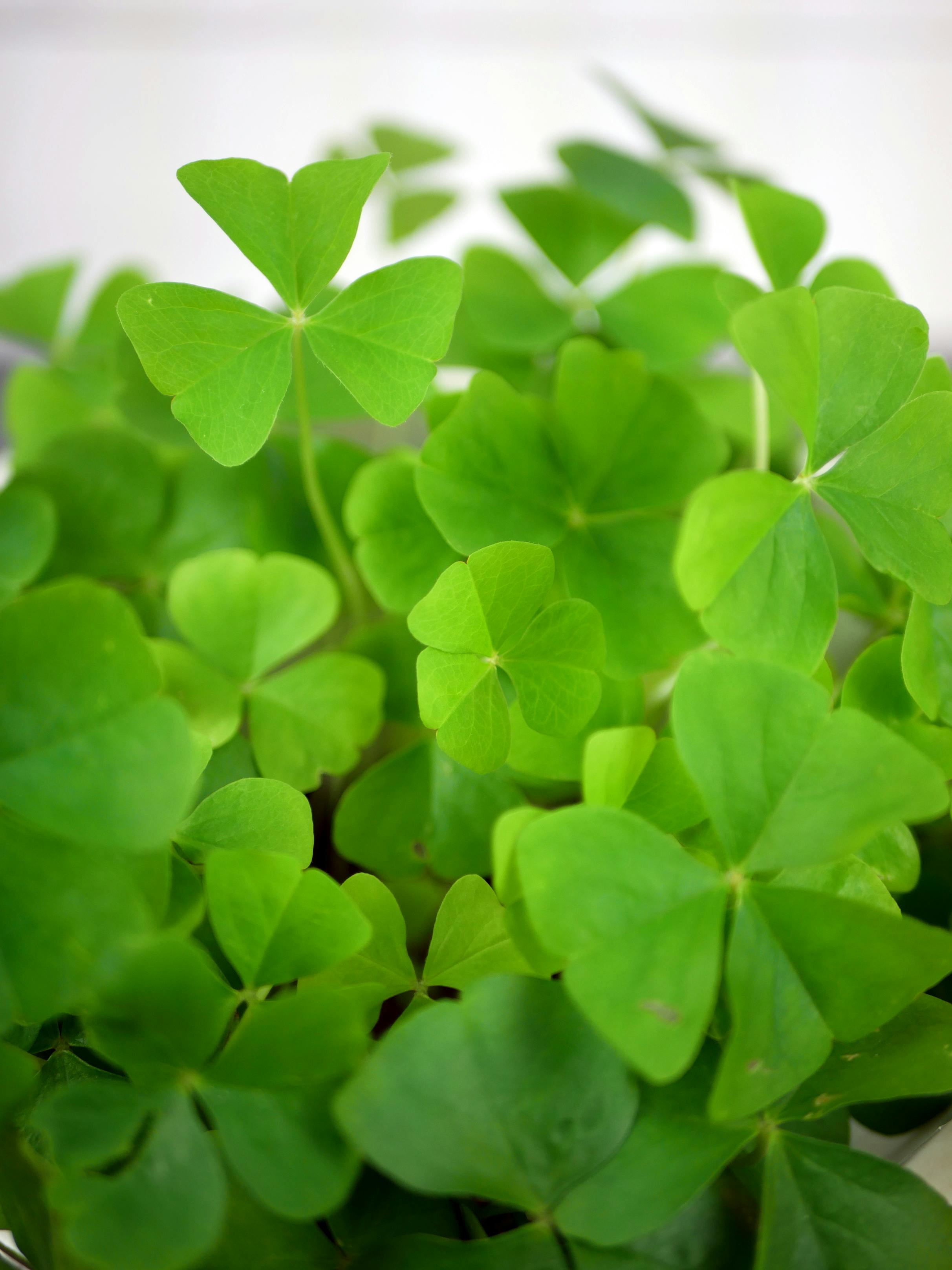 Close-Up Photograph of Green Clover Leaves · Free Stock Photo