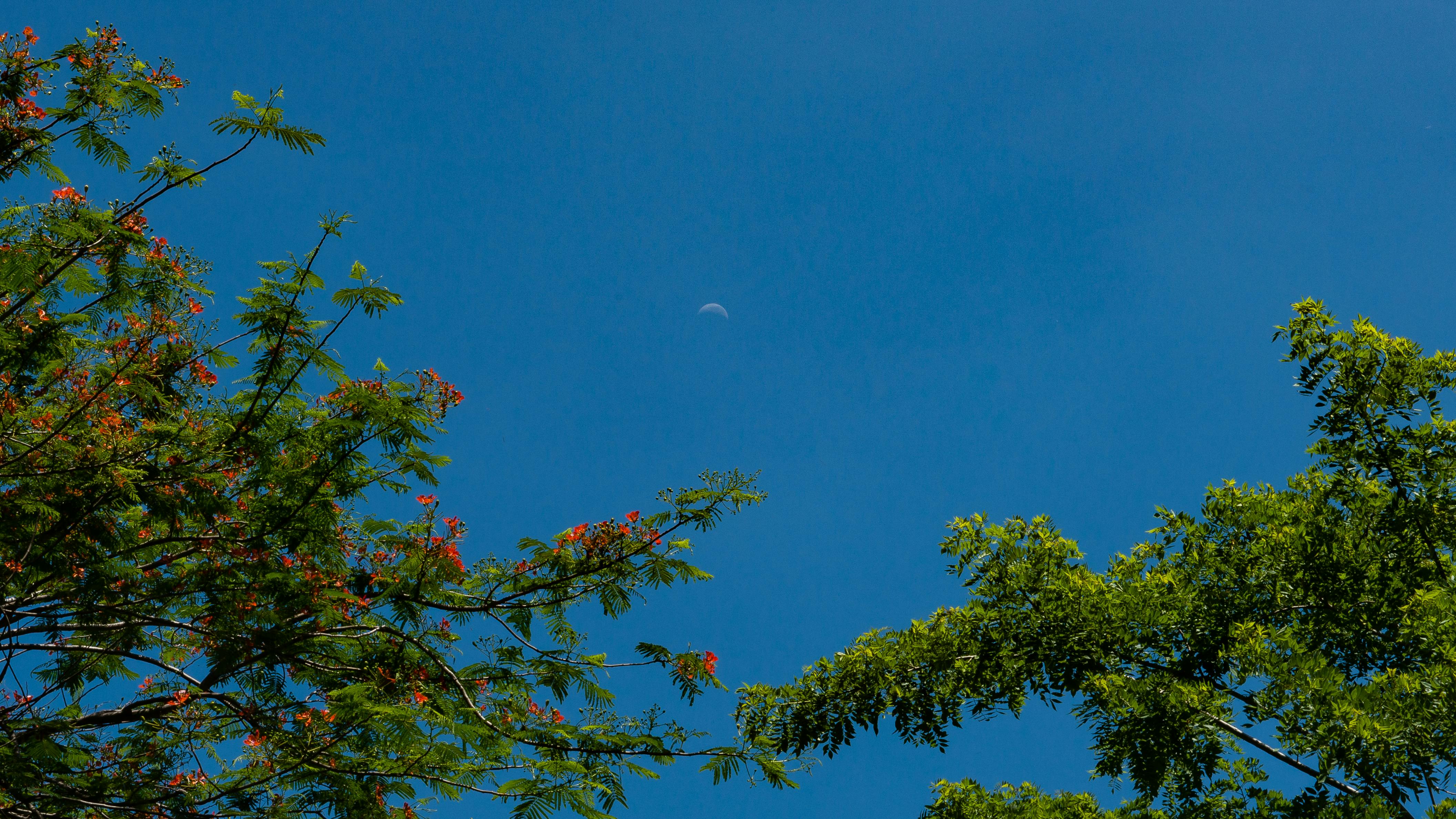 Free stock photo of moon, trees
