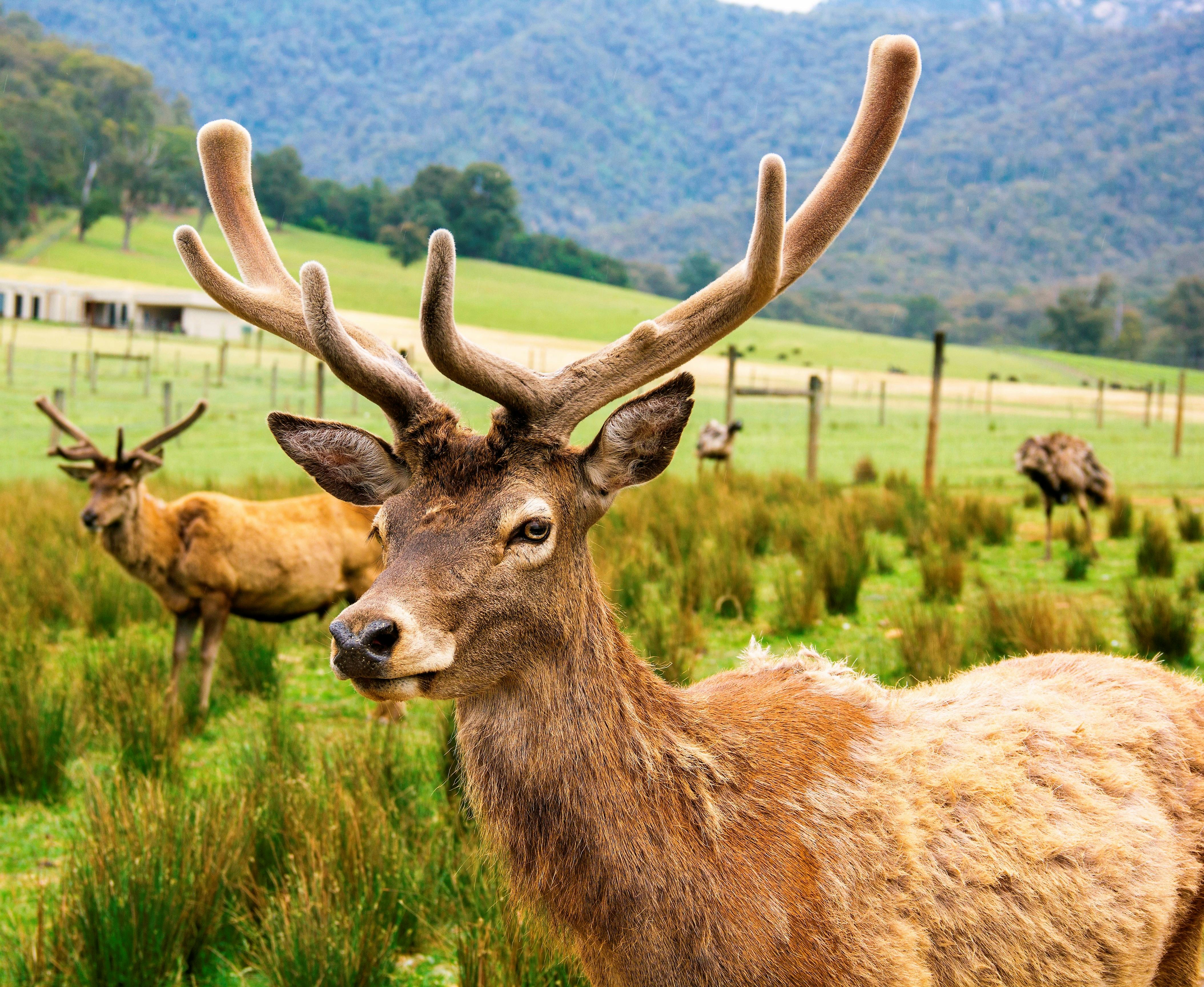 Brown Deer on Green Grass Field · Free Stock Photo
