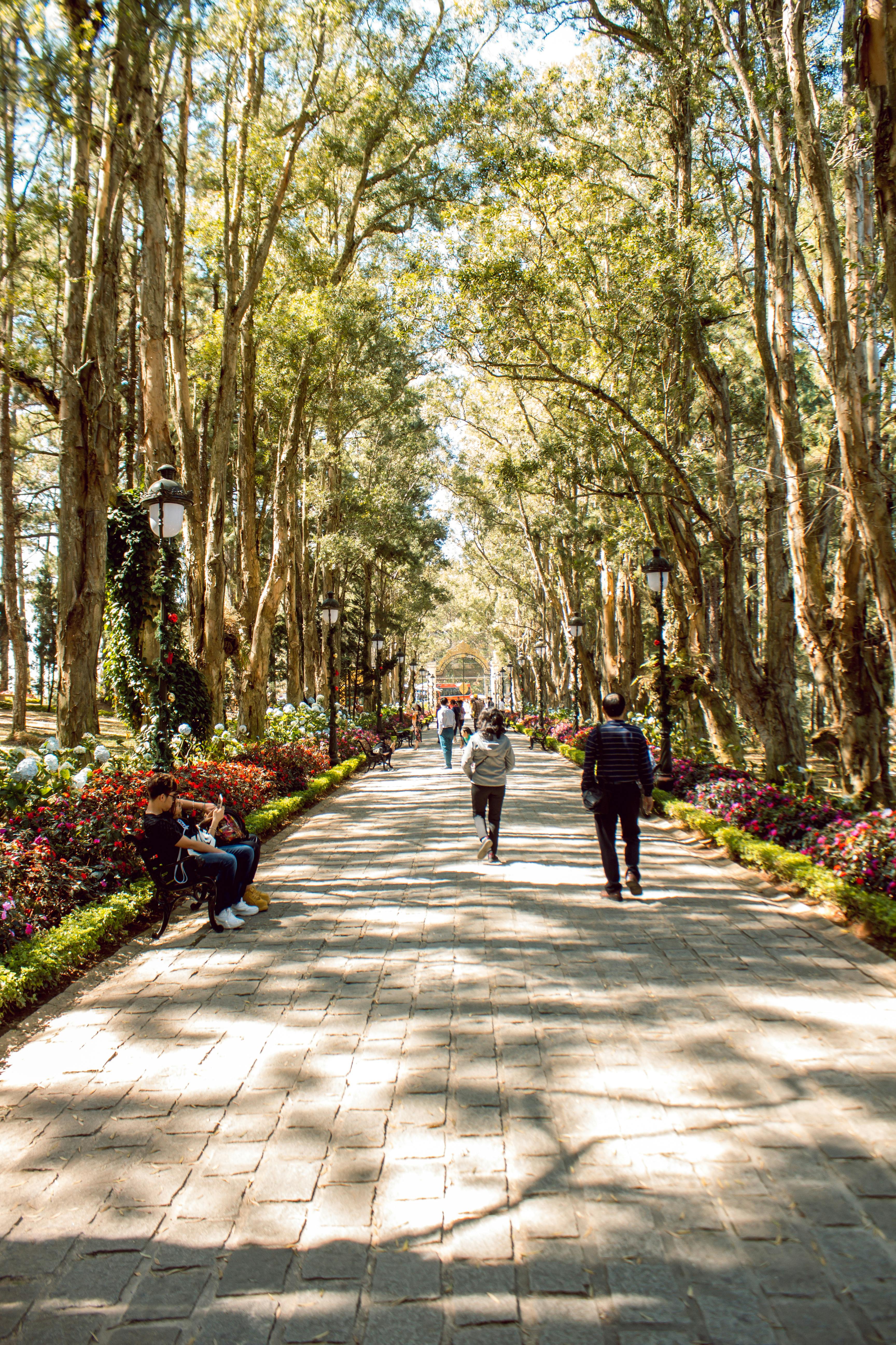 Person Walking Between Trees · Free Stock Photo