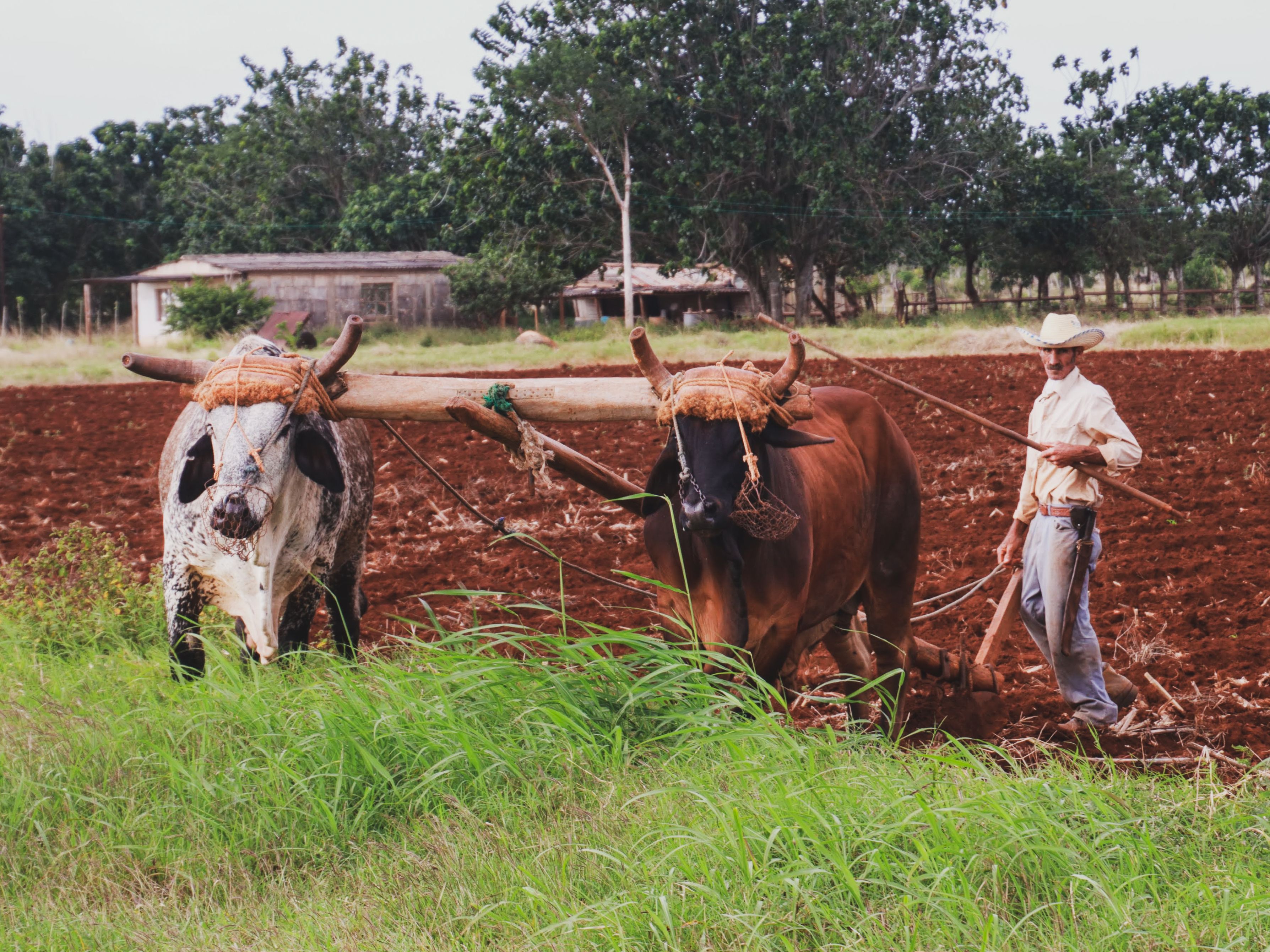 Ethnic farmer with bulls plowing land in countryside · Free Stock Photo
