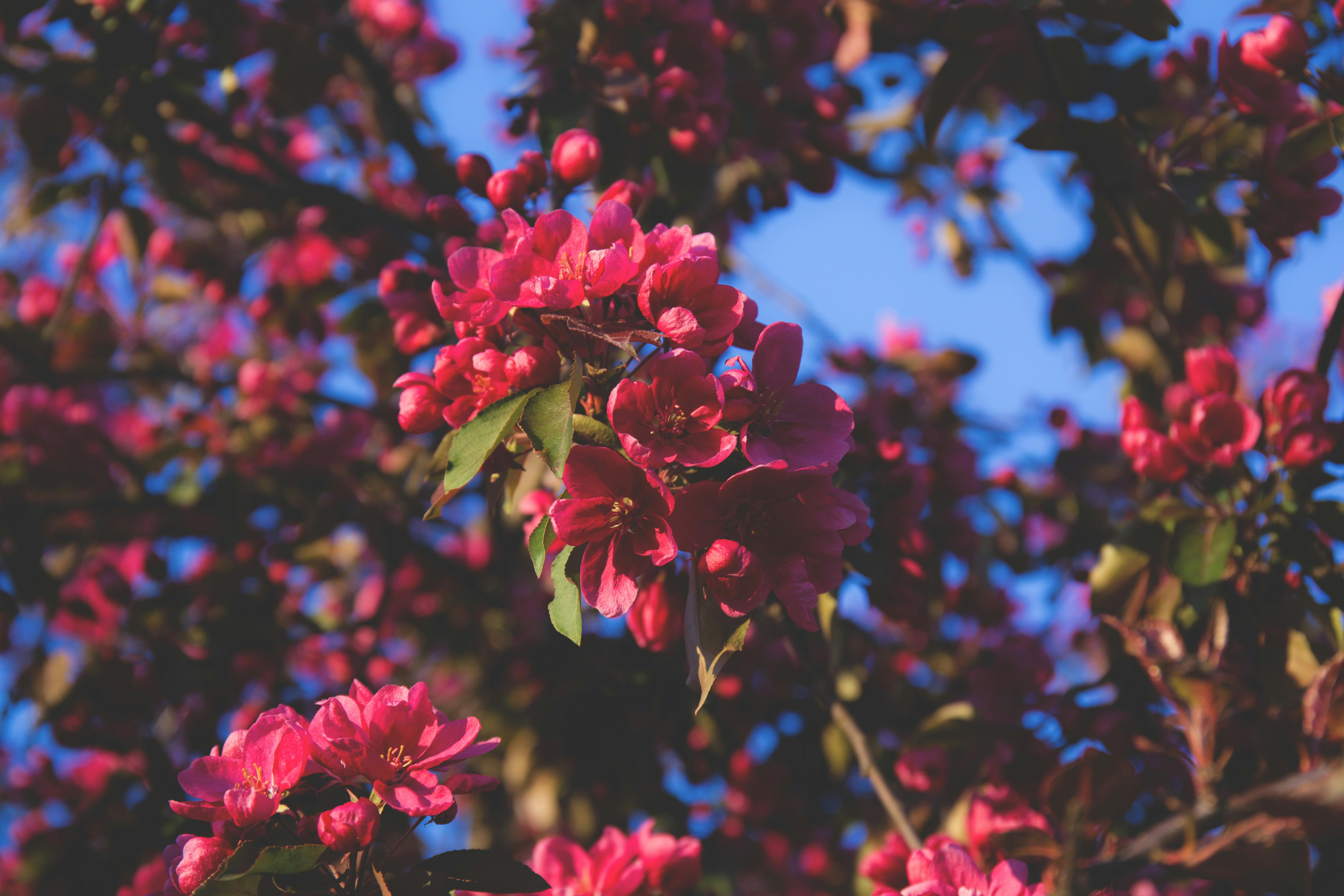 Pink and Green Petal Tree · Free Stock Photo