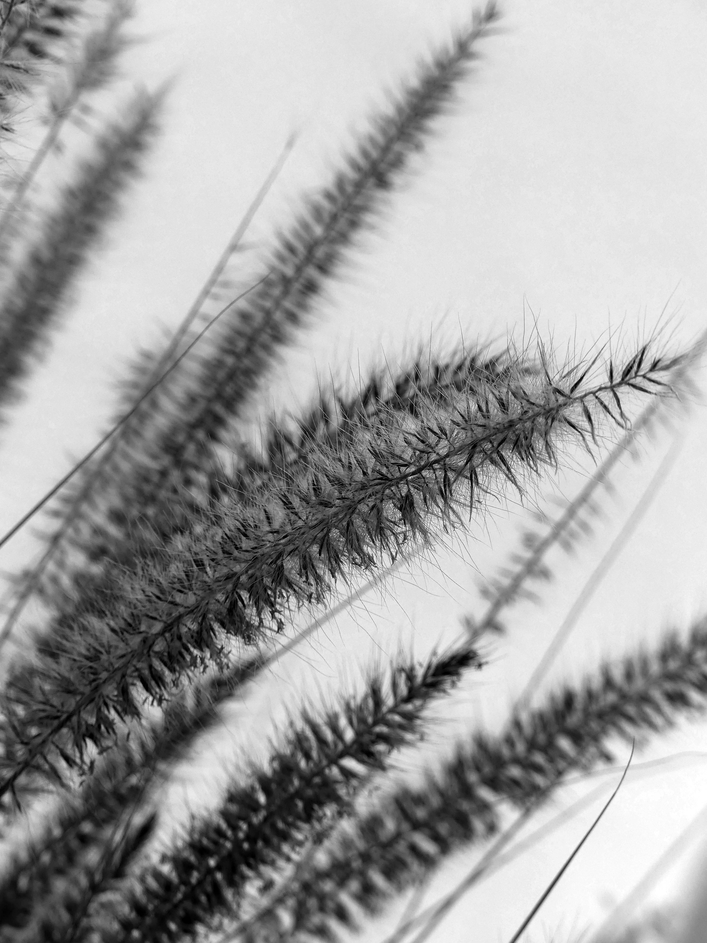 Grayscale Photography of Grass · Free Stock Photo