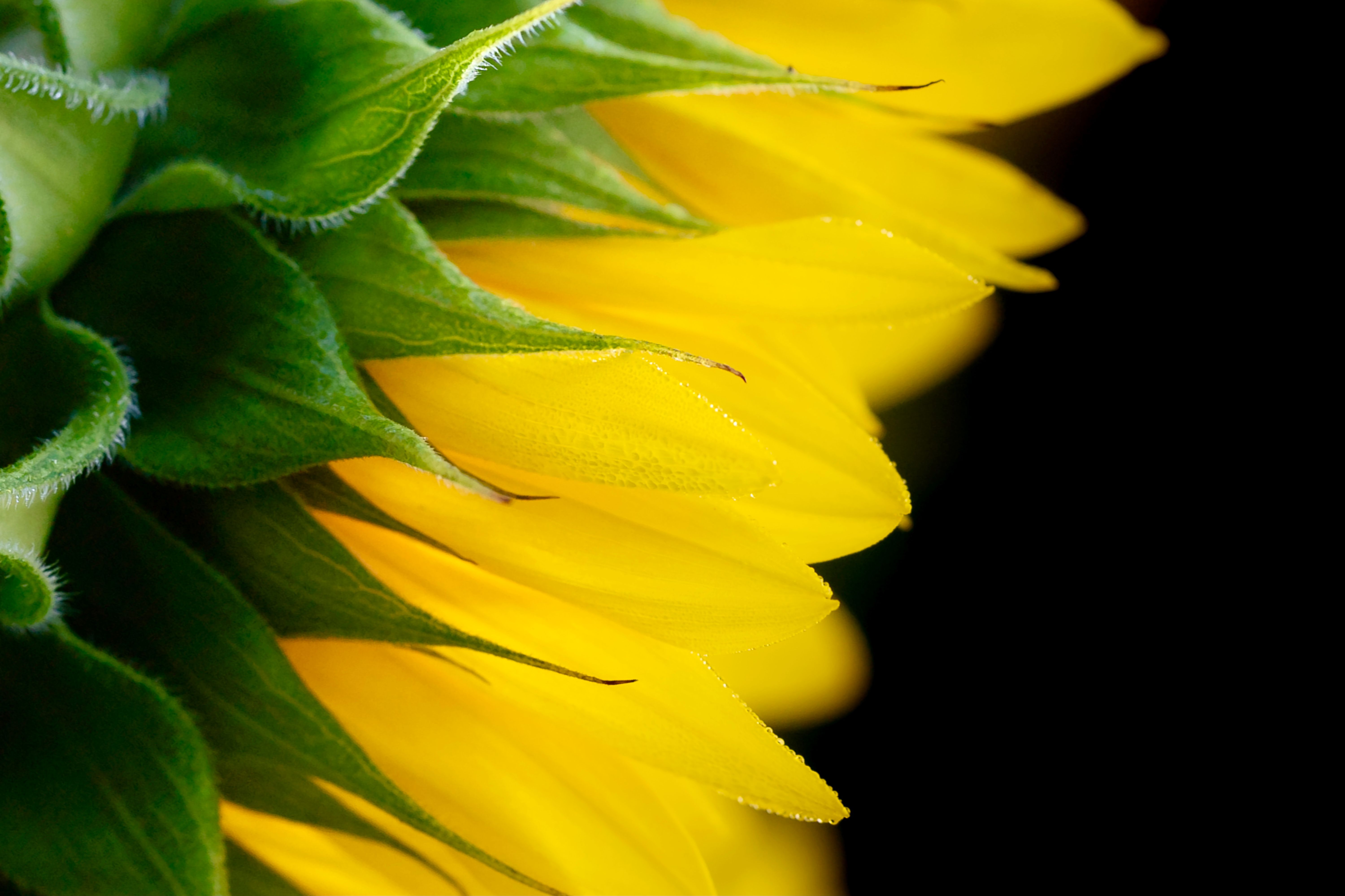 Yellow Petals in Close Up Photography · Free Stock Photo