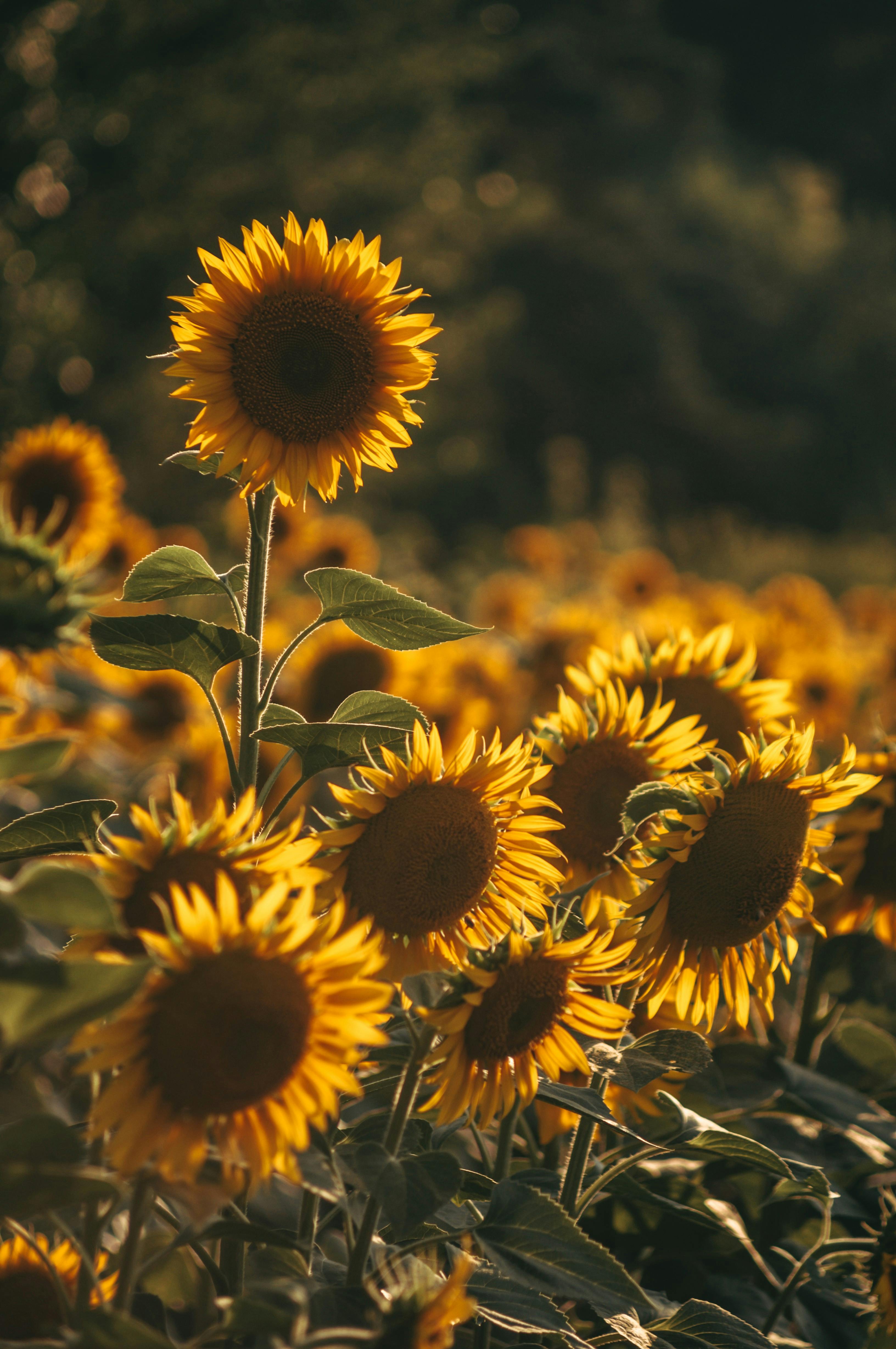 Yellow Sunflower Field · Free Stock Photo