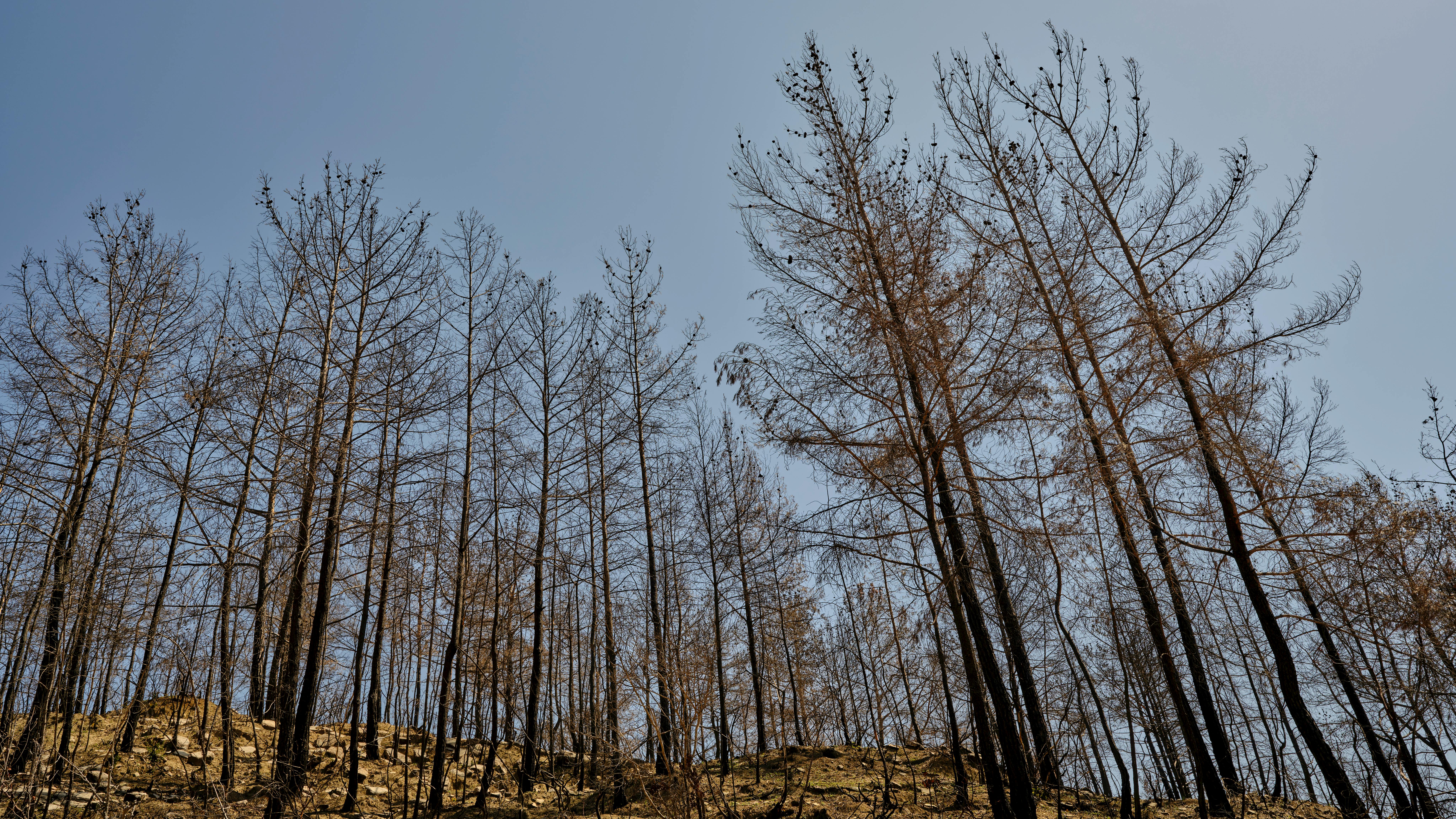 Burnt Trees in the Forest · Free Stock Photo